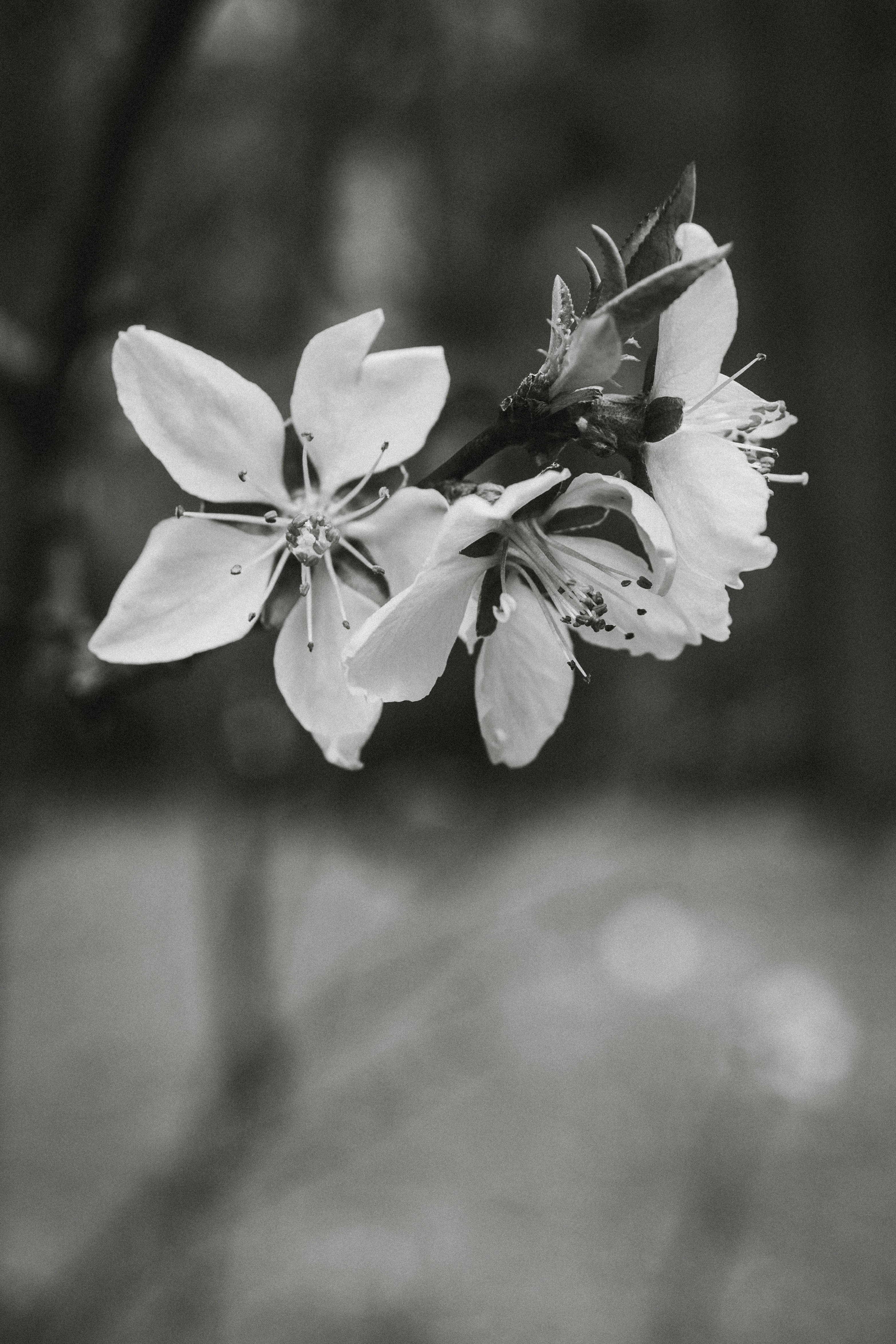 Quiet Bloom: A Close Encounter with a Delicate Cherry Blossom
