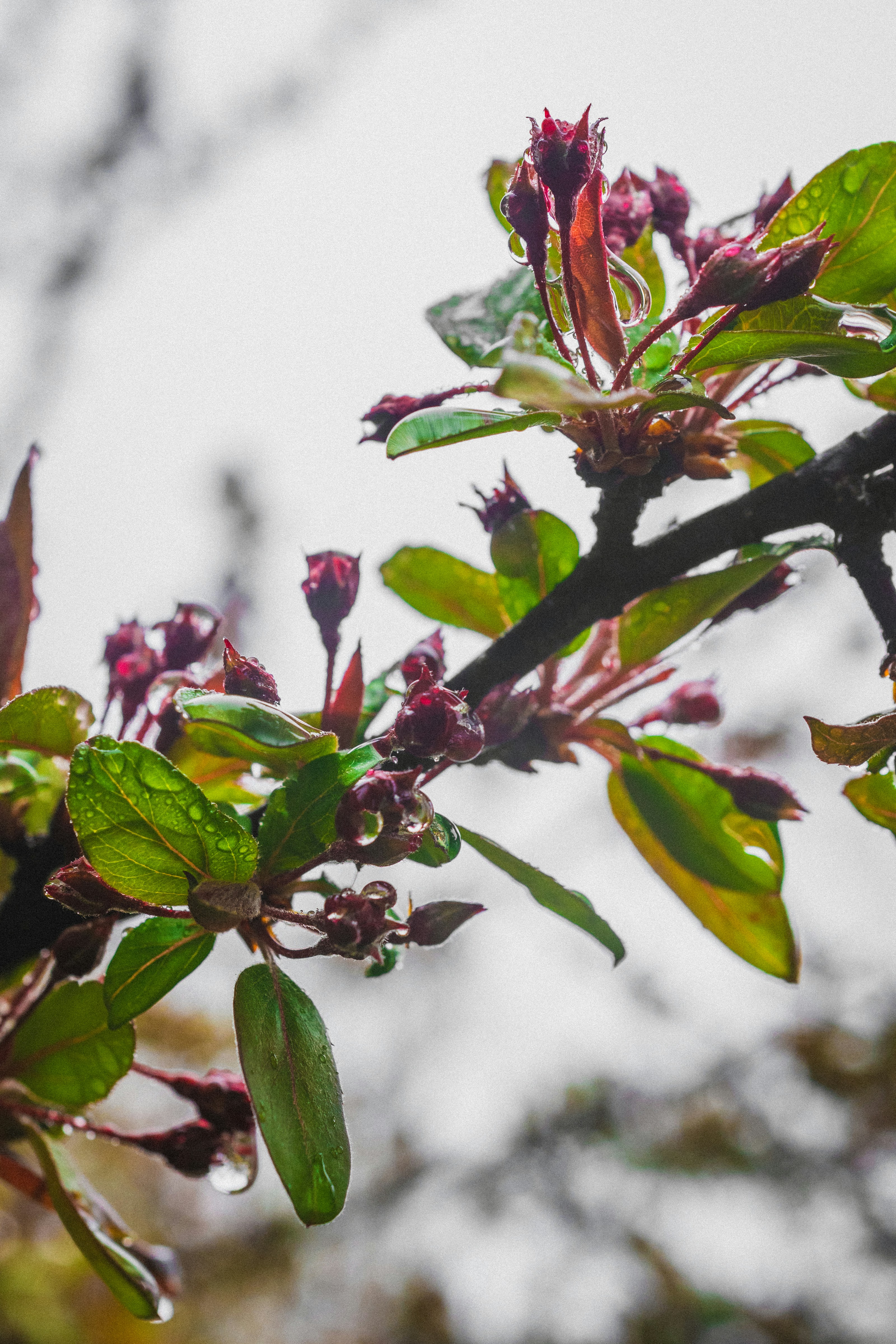 Red apple blossoms adorned with dew droplets against a soft, blurred background.