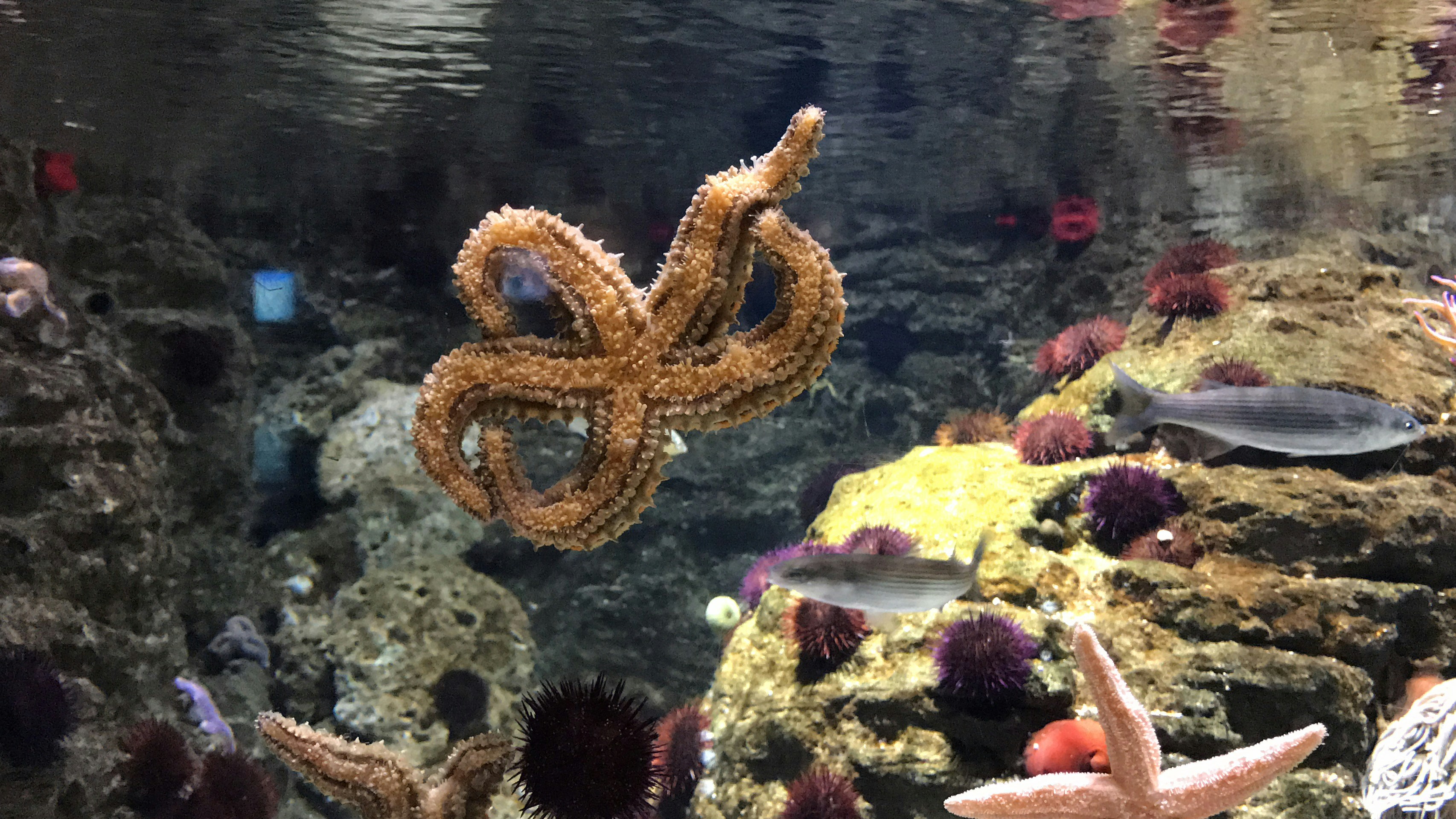 Amber Starfish with Looping Arms Anchors a Quiet Aquarium Rockscape
