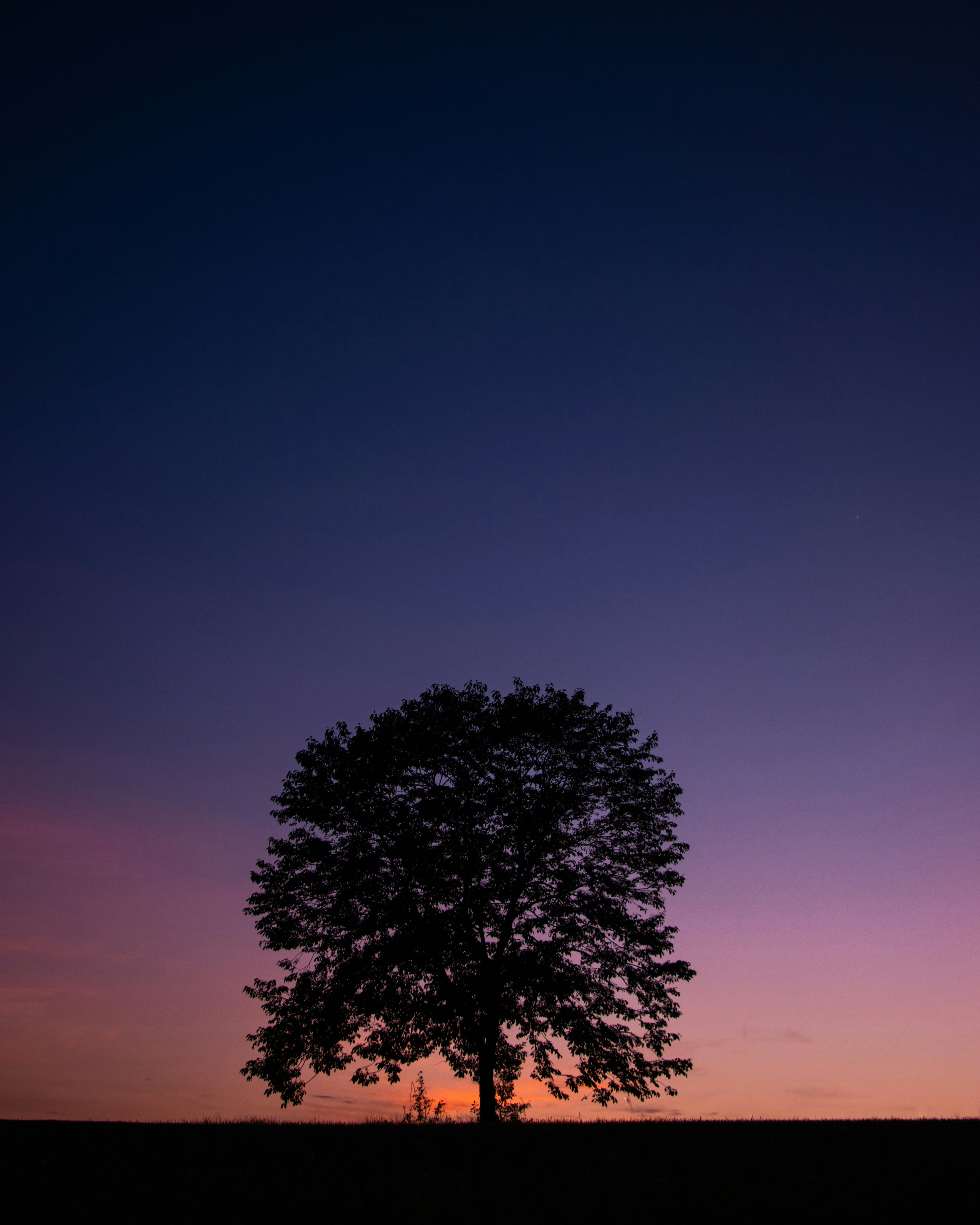 30k+ Tree Silhouette Pictures | Download Free Images on Unsplash