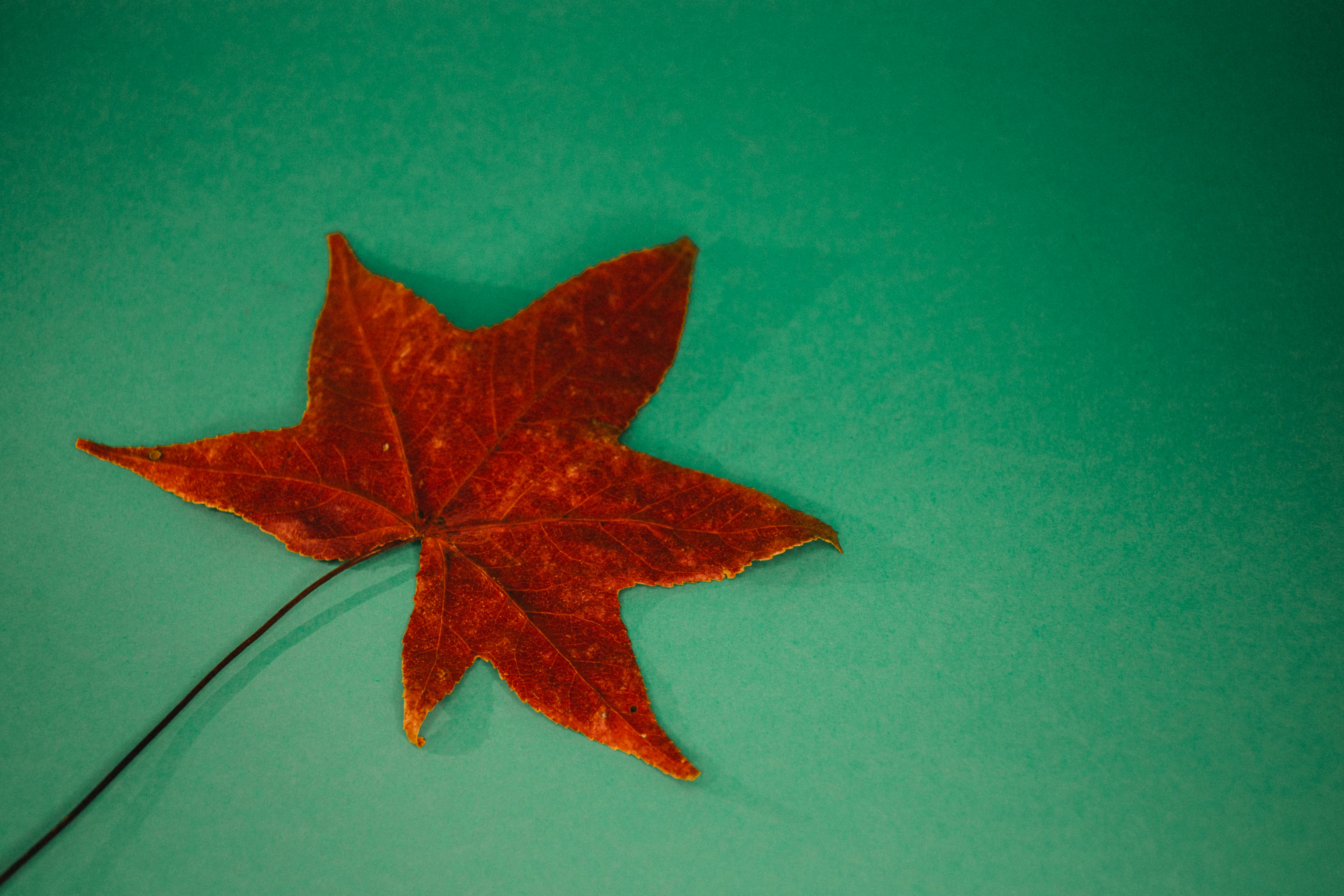 Crimson Maple on a Teal Backdrop: A Minimalist Leaf Study