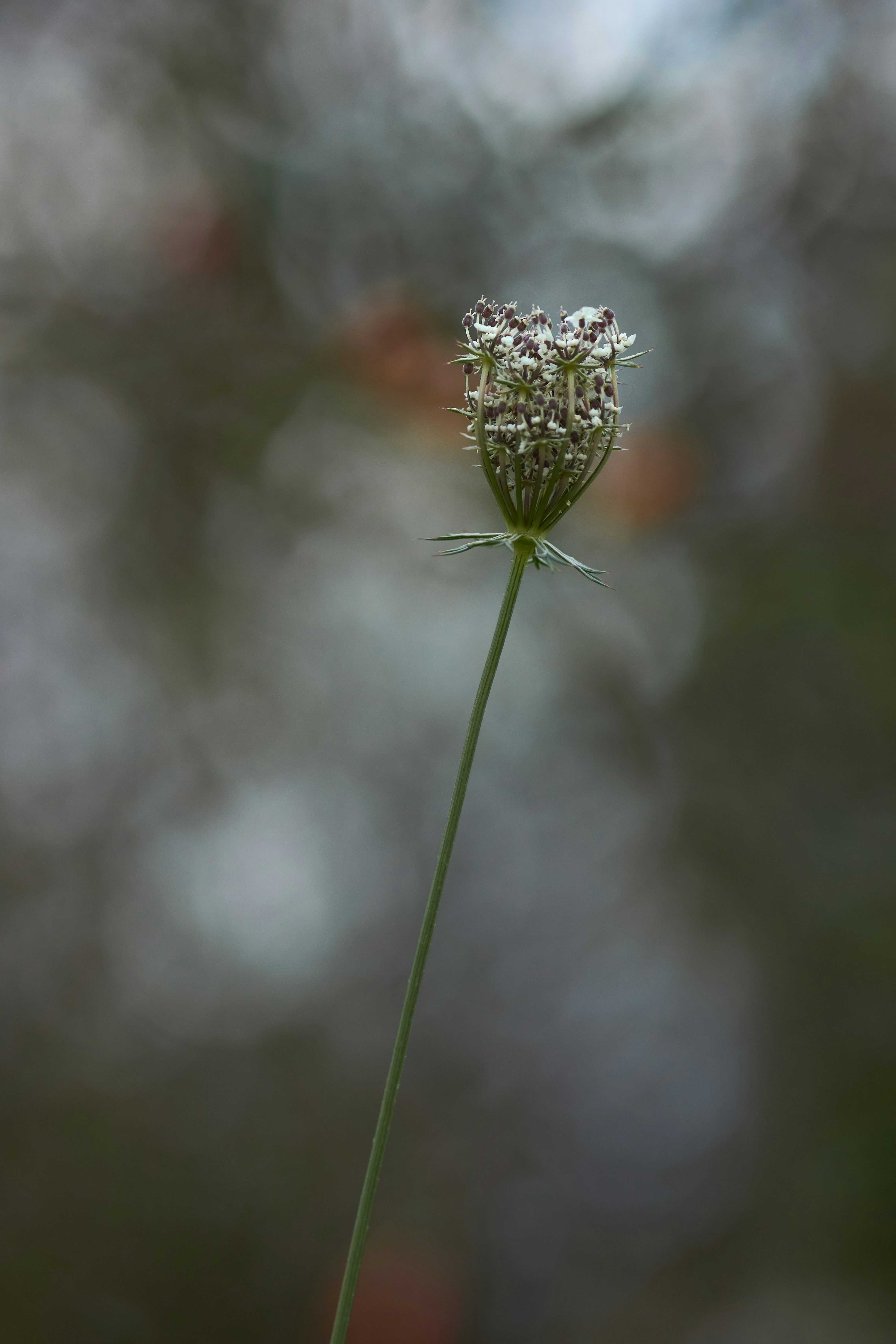 Capullo floral verde con capullos florales rojos y blancos foto ...