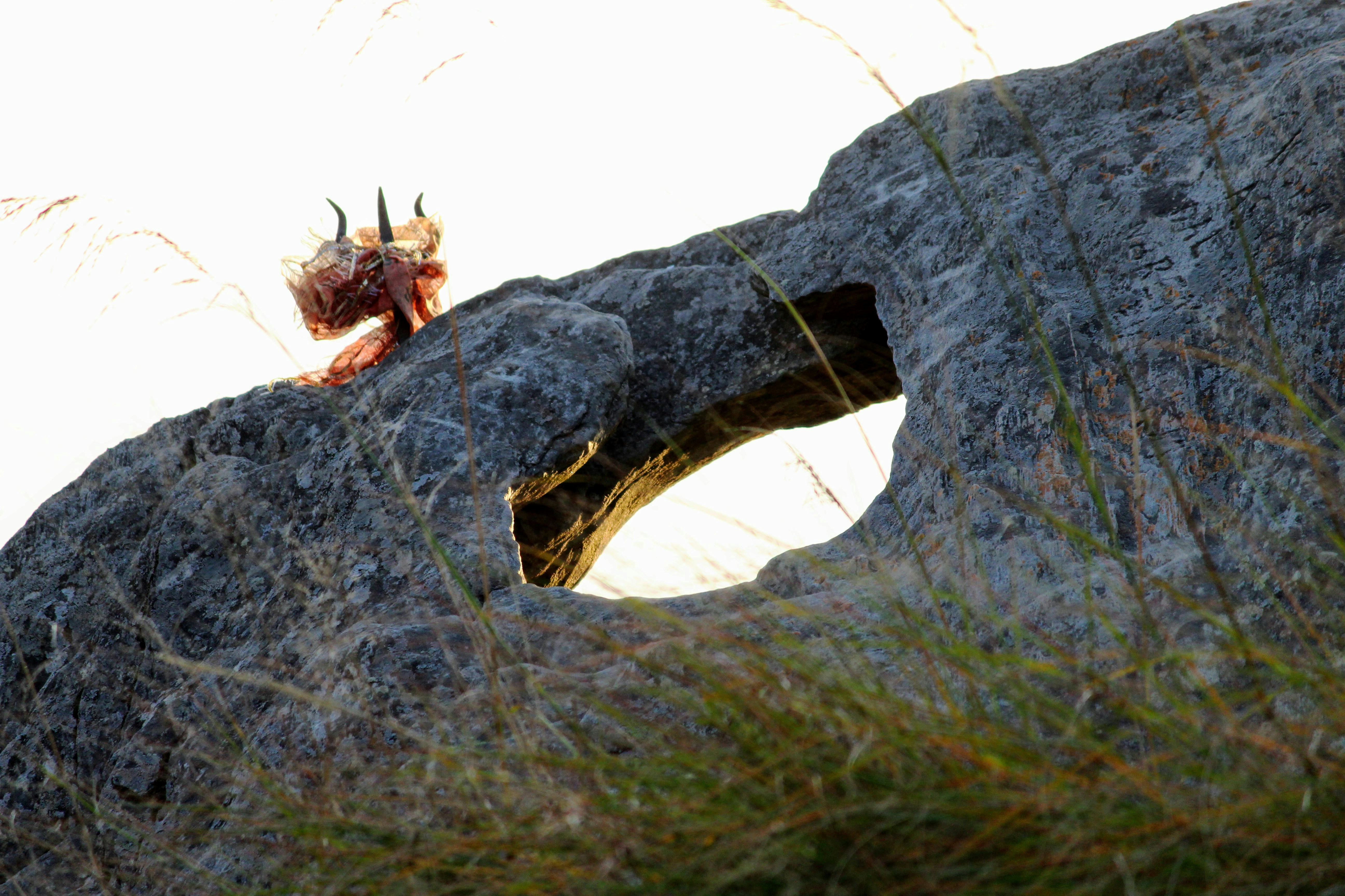 Goat on the Granite Arch: A Quiet Sentinel Amid Weathered Stone
