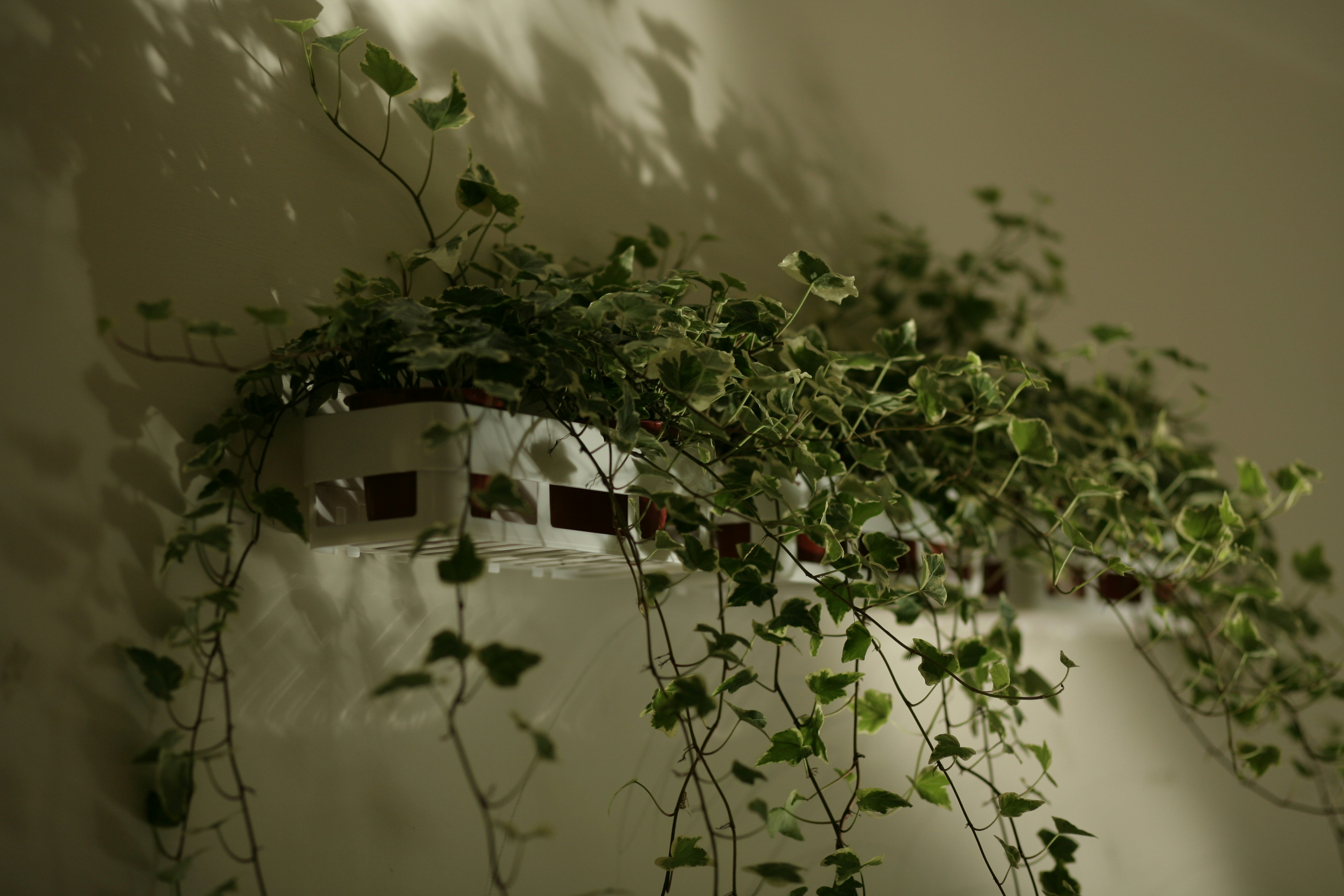 Quiet Cascade: Ivy Drapes Across a White Shelf in Warm Indoor Light