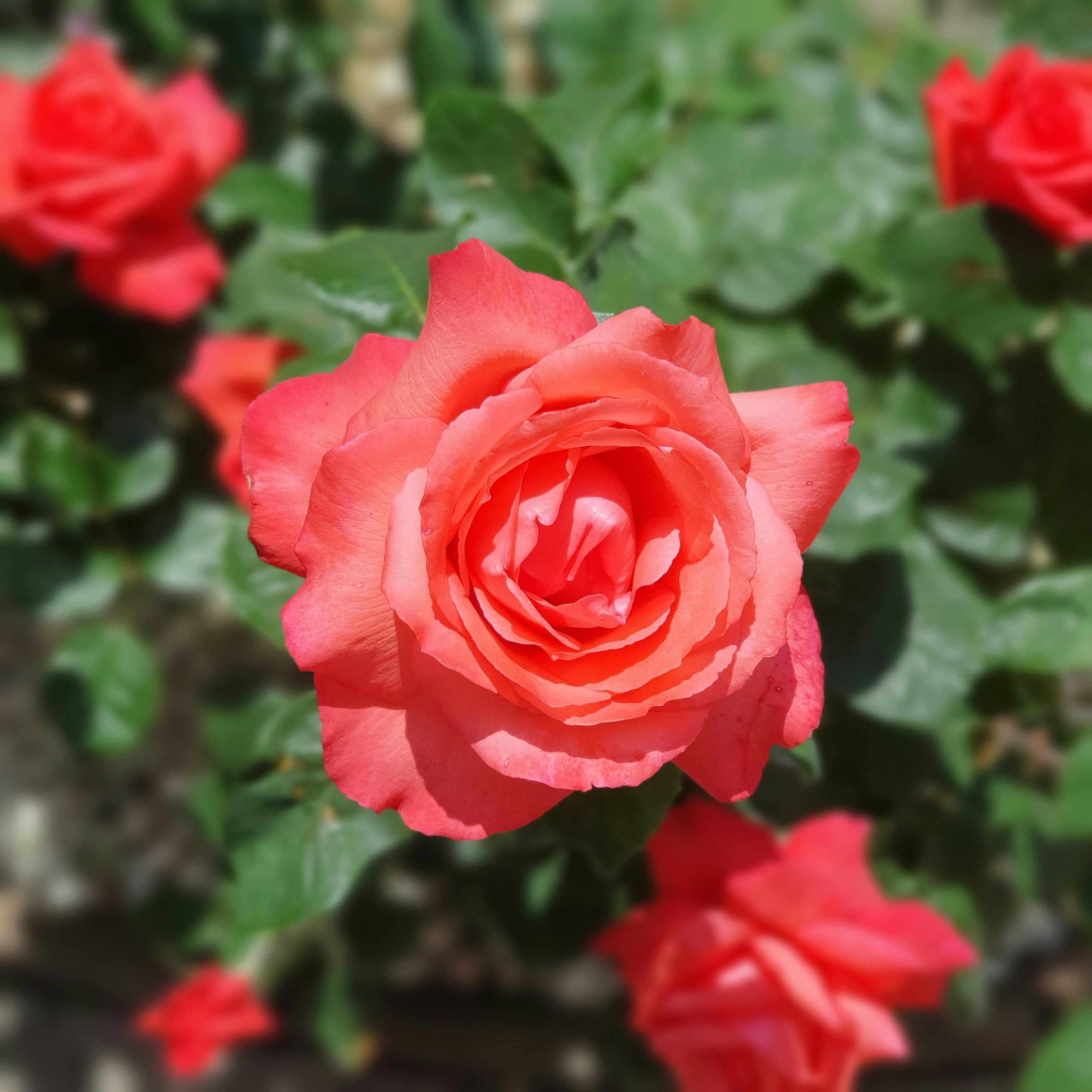 Crimson Macro: Velvet Rose in a Dreamy Garden Blur