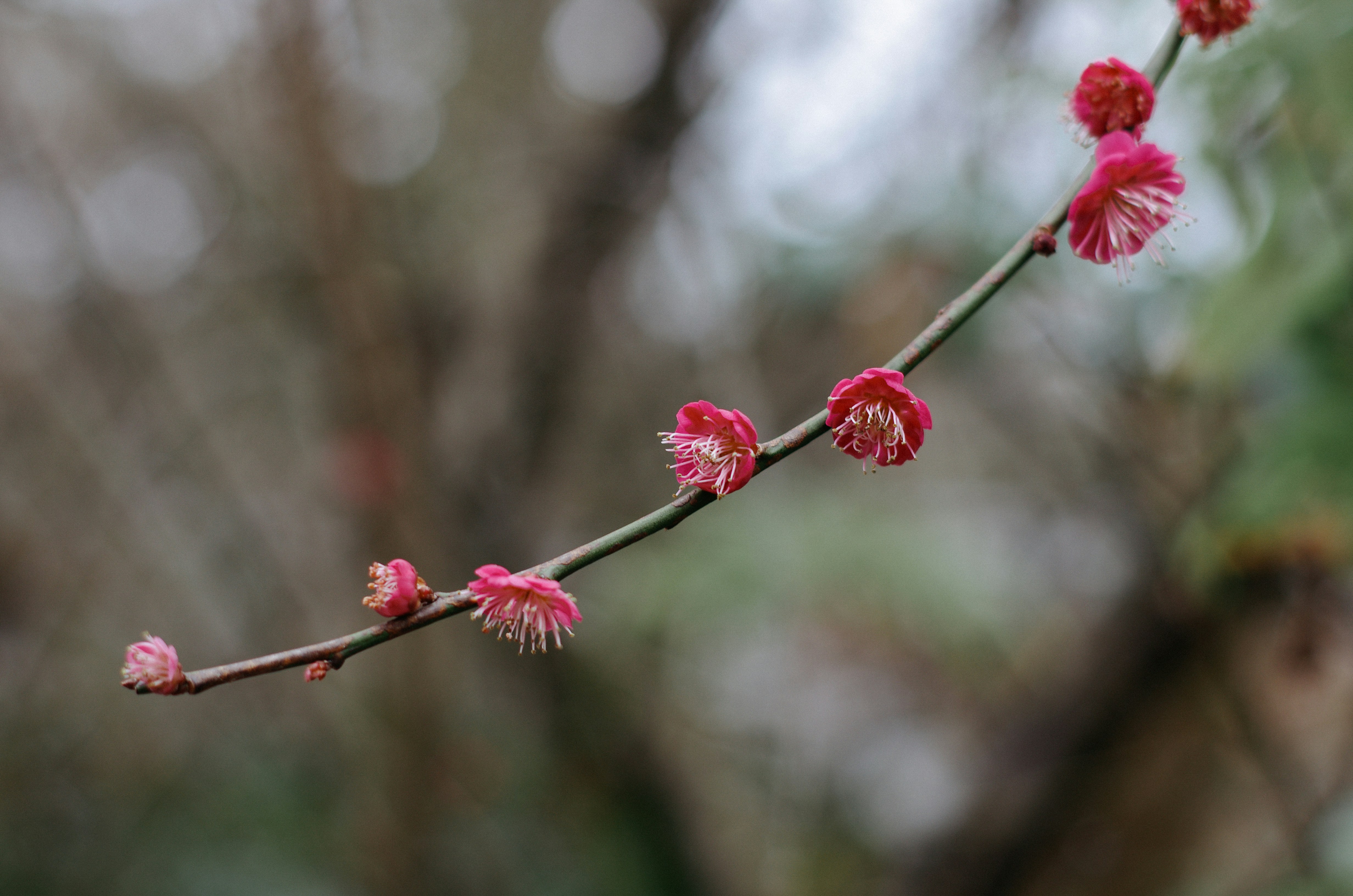 A close-up photograph of pink blossoms along a diagonal branch with a soft, blurred background.