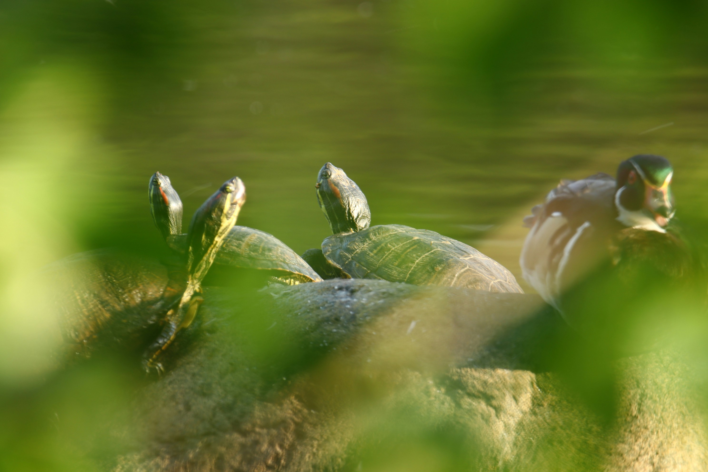 Three Pond Turtles on a Mossy Rock Framed by Emerald Foreground