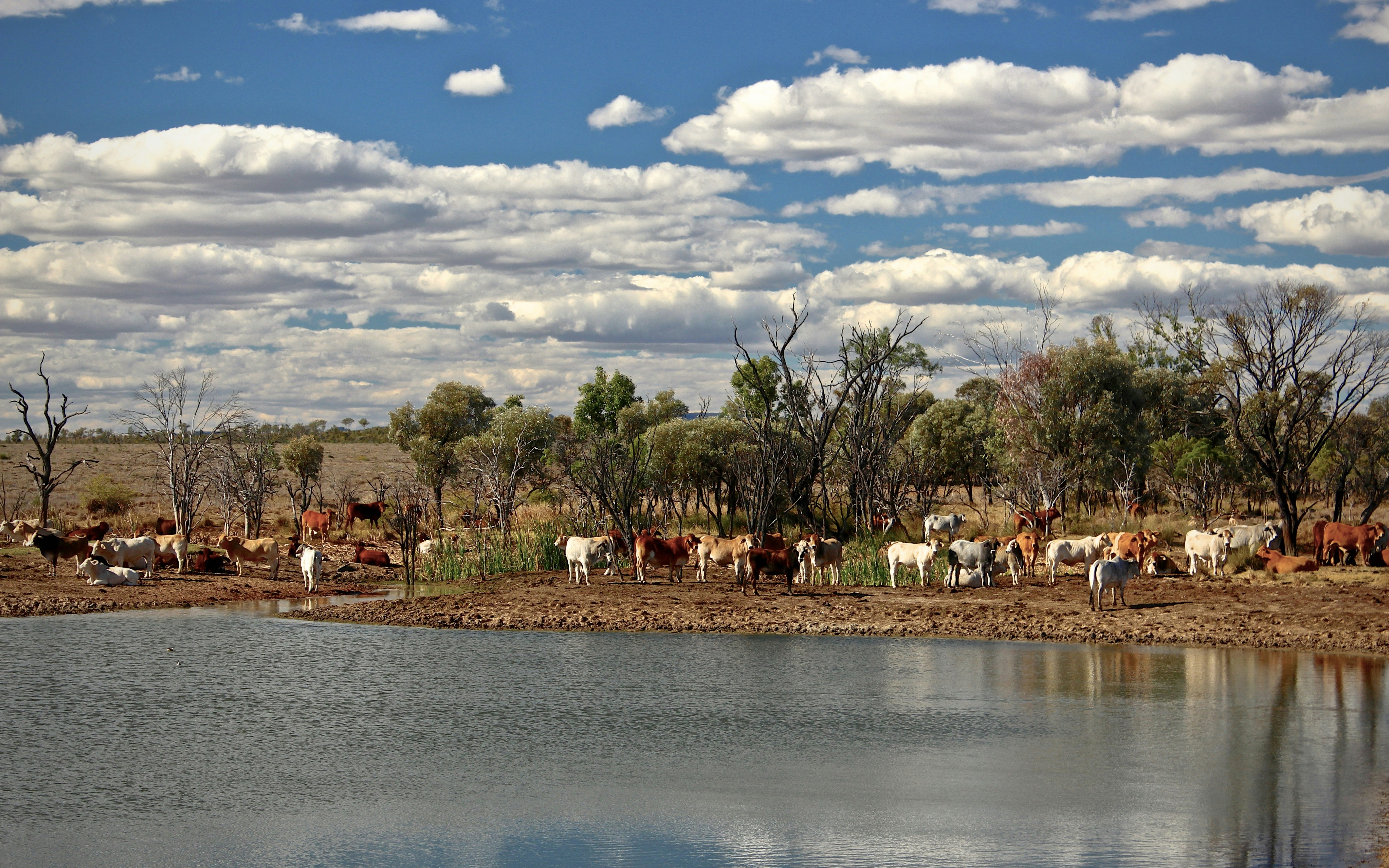 Herd of cattle resting by a tranquil waterhole under a vast sky filled with clouds. The scene captures the essence of rural life in the Australian outback.