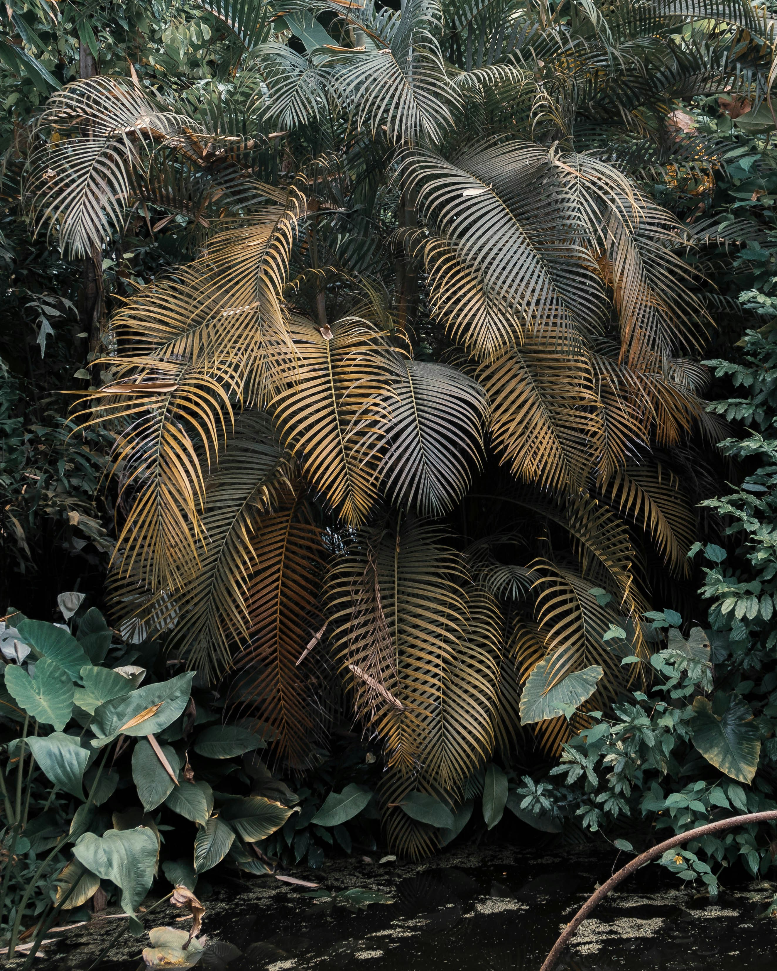 Vibrant tropical foliage with golden fronds interspersed among rich green leaves, creating a dense, textured backdrop.