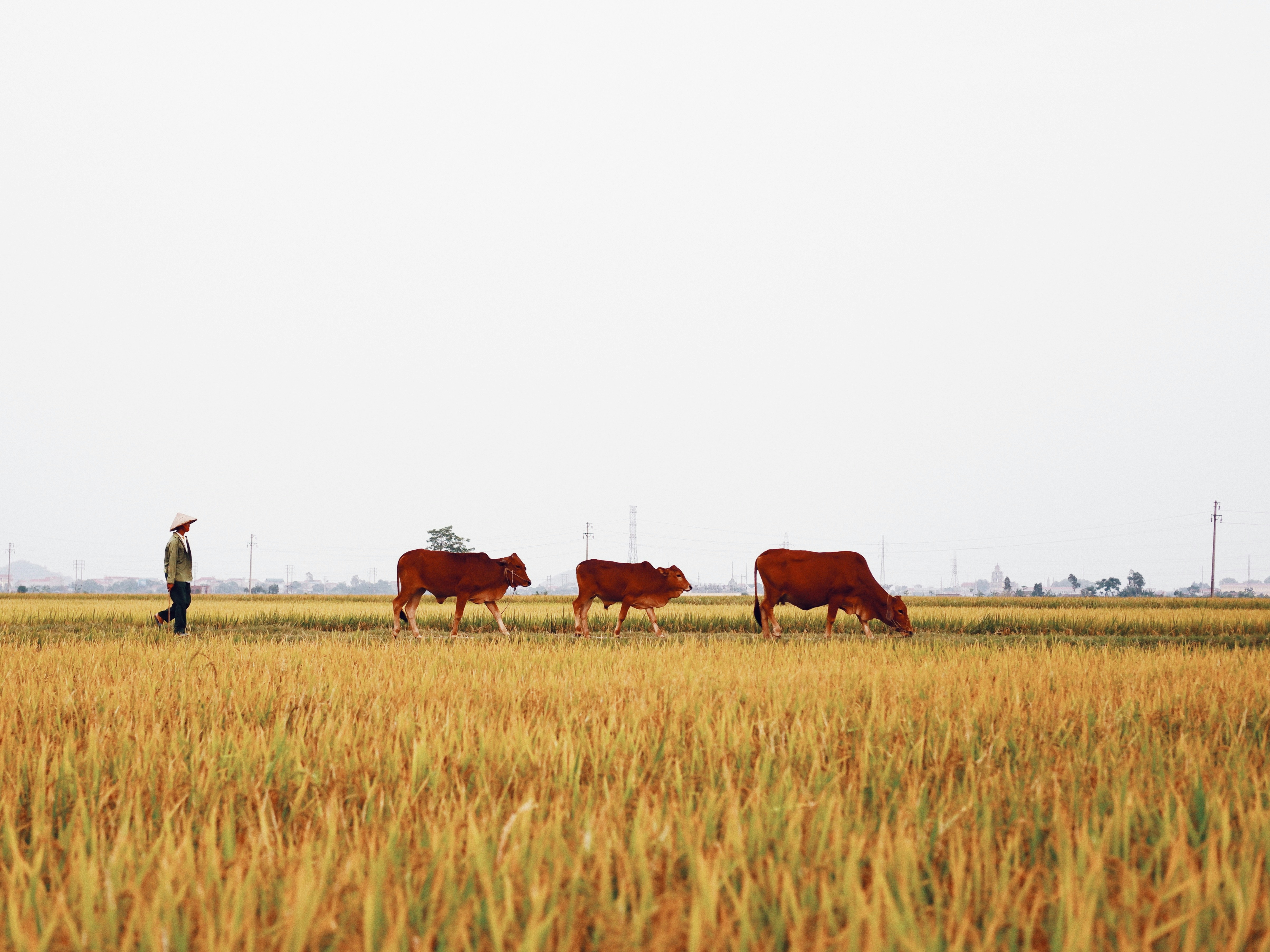 Cows grazing in a golden field with a person walking alongside under a bright sky.