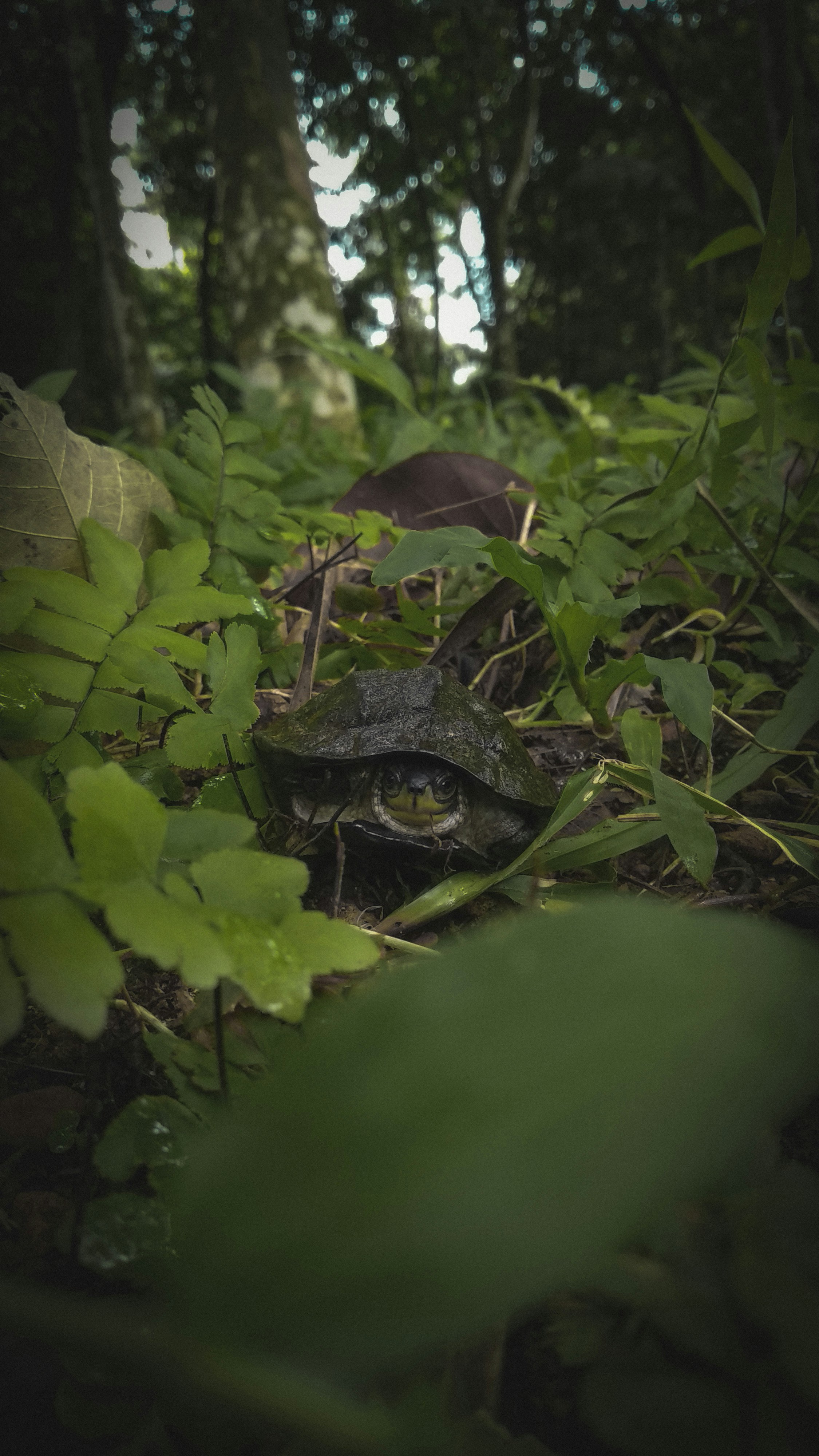 A turtle peeks through dense foliage in a lush forest, showcasing its natural camouflage. The scene captures the essence of wildlife blending seamlessly with its environment.