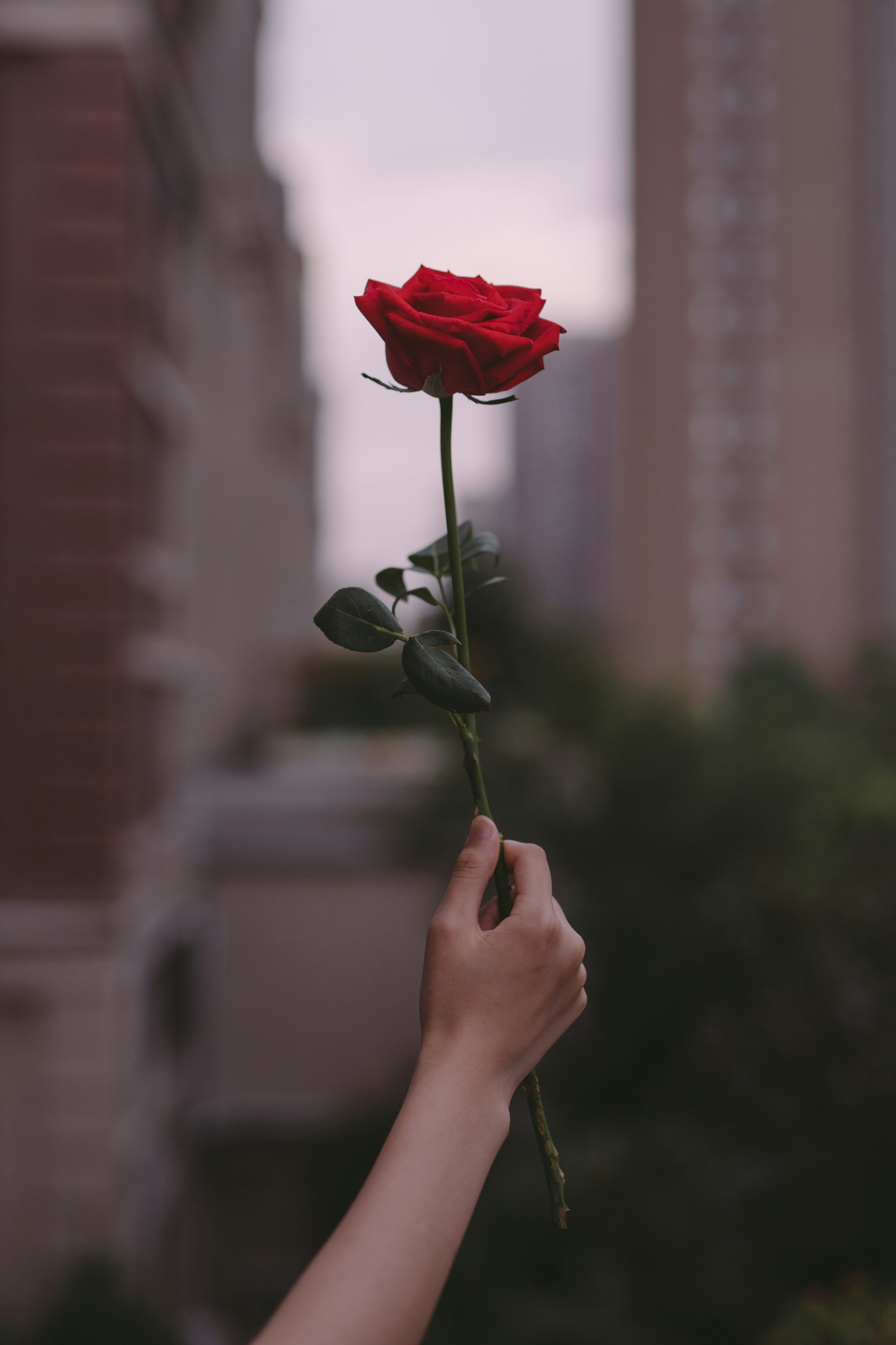 Person holding red rose in close up photography photo – Free Blossom ...