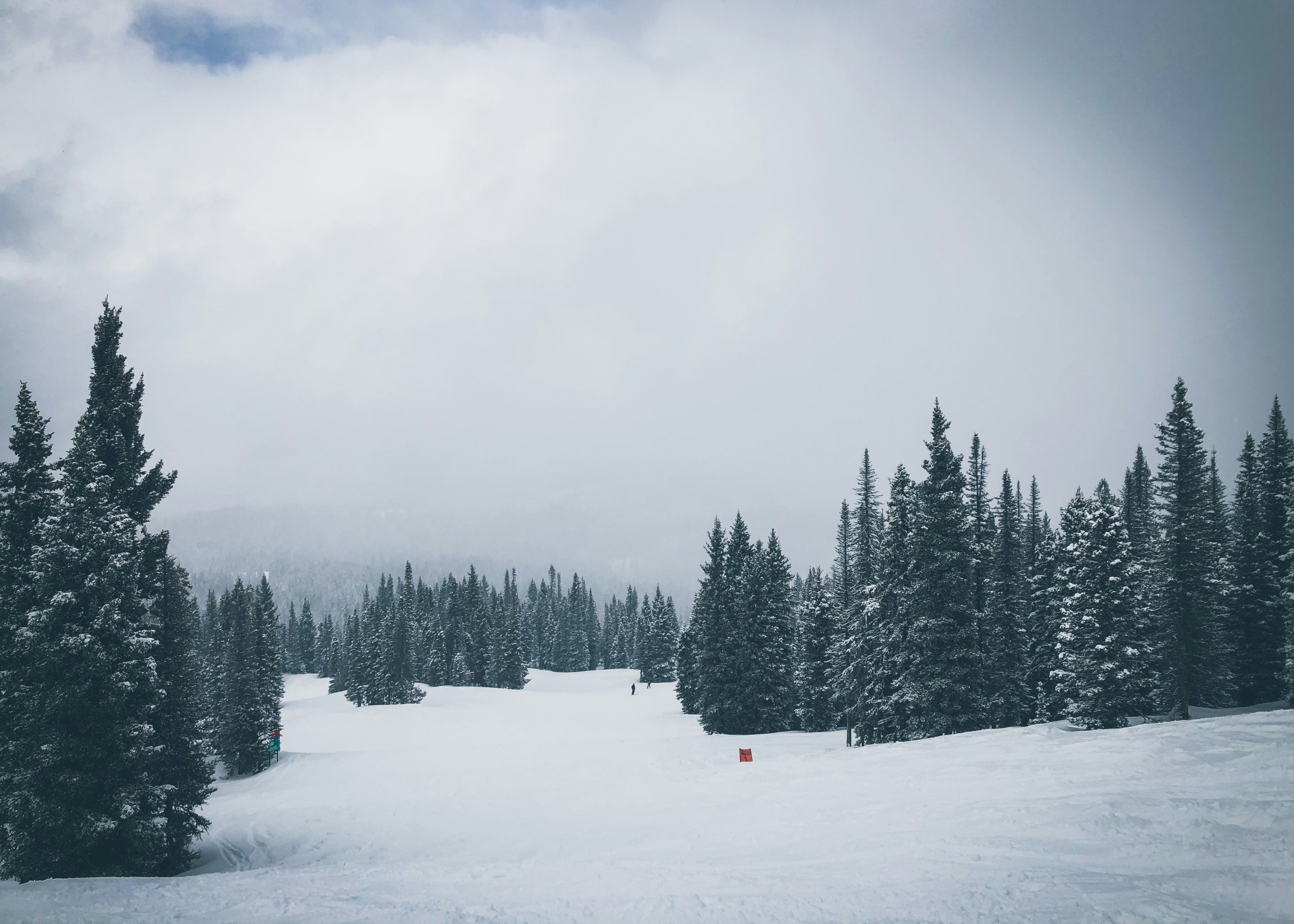Snow-covered trees lining a secluded mountain slope under a cloudy sky.