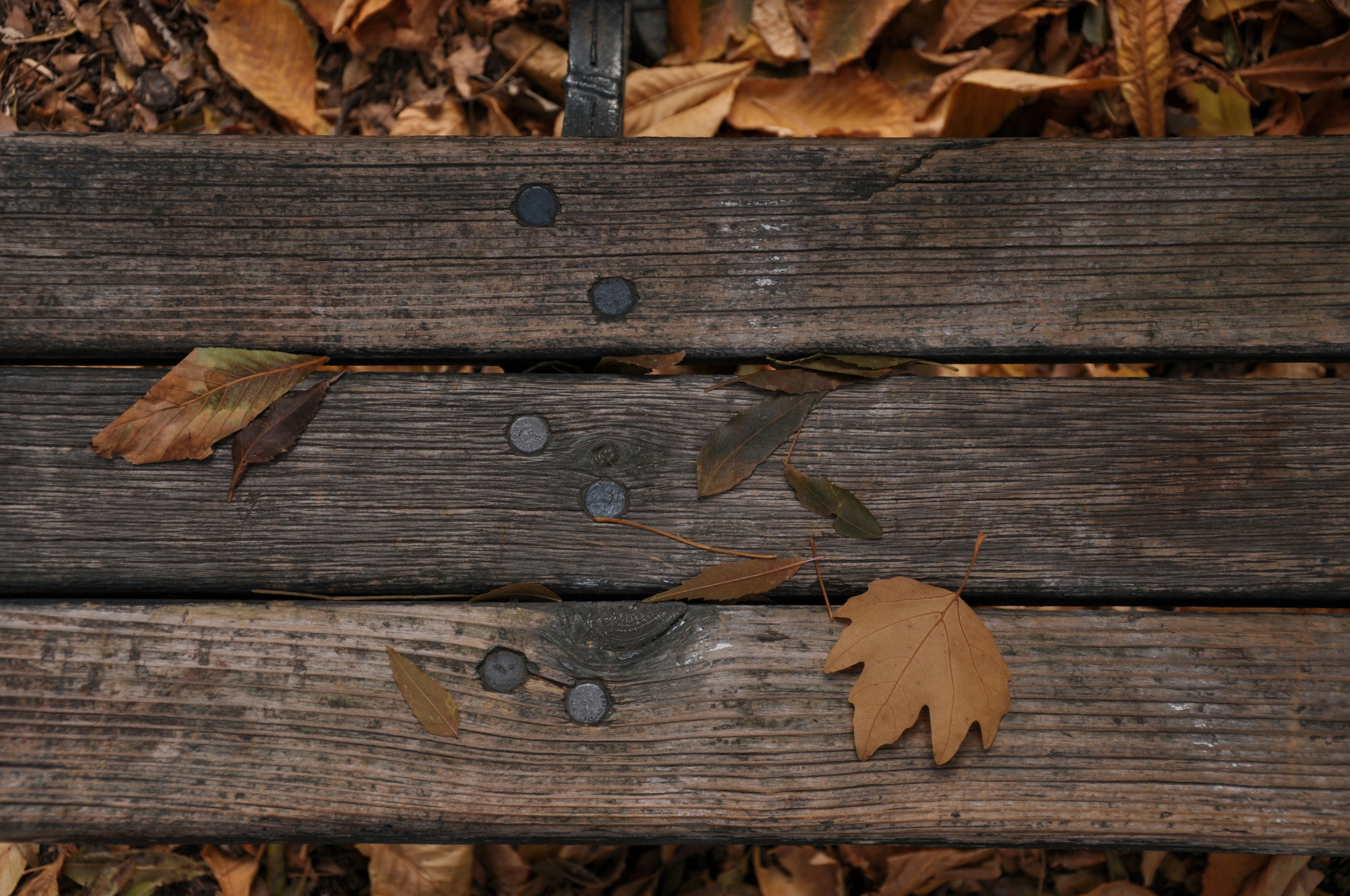Autumn Cache on Weathered Wood: Coins Among Fallen Leaves