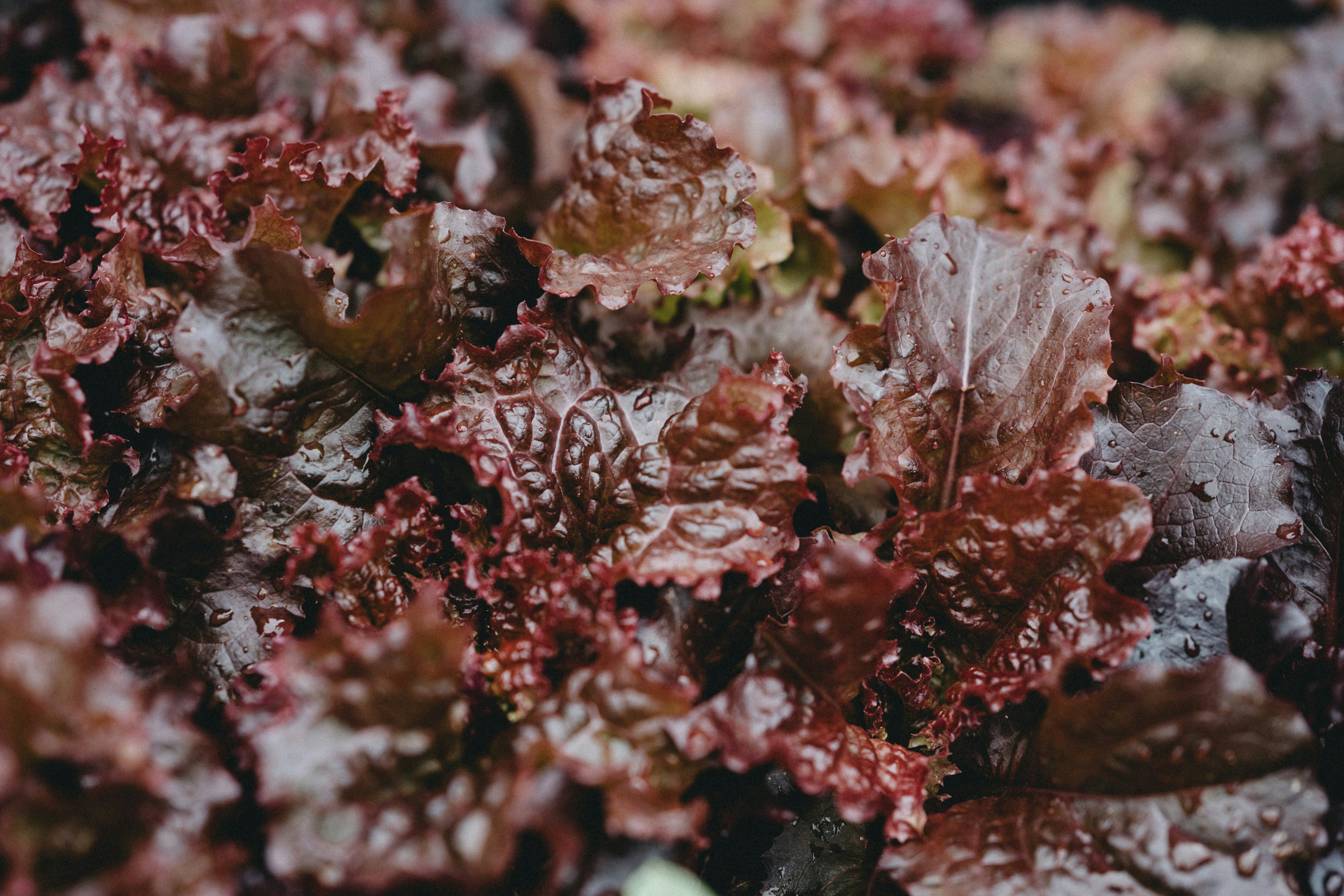 Crimson Leaves in Close-Up: Texture and Dew