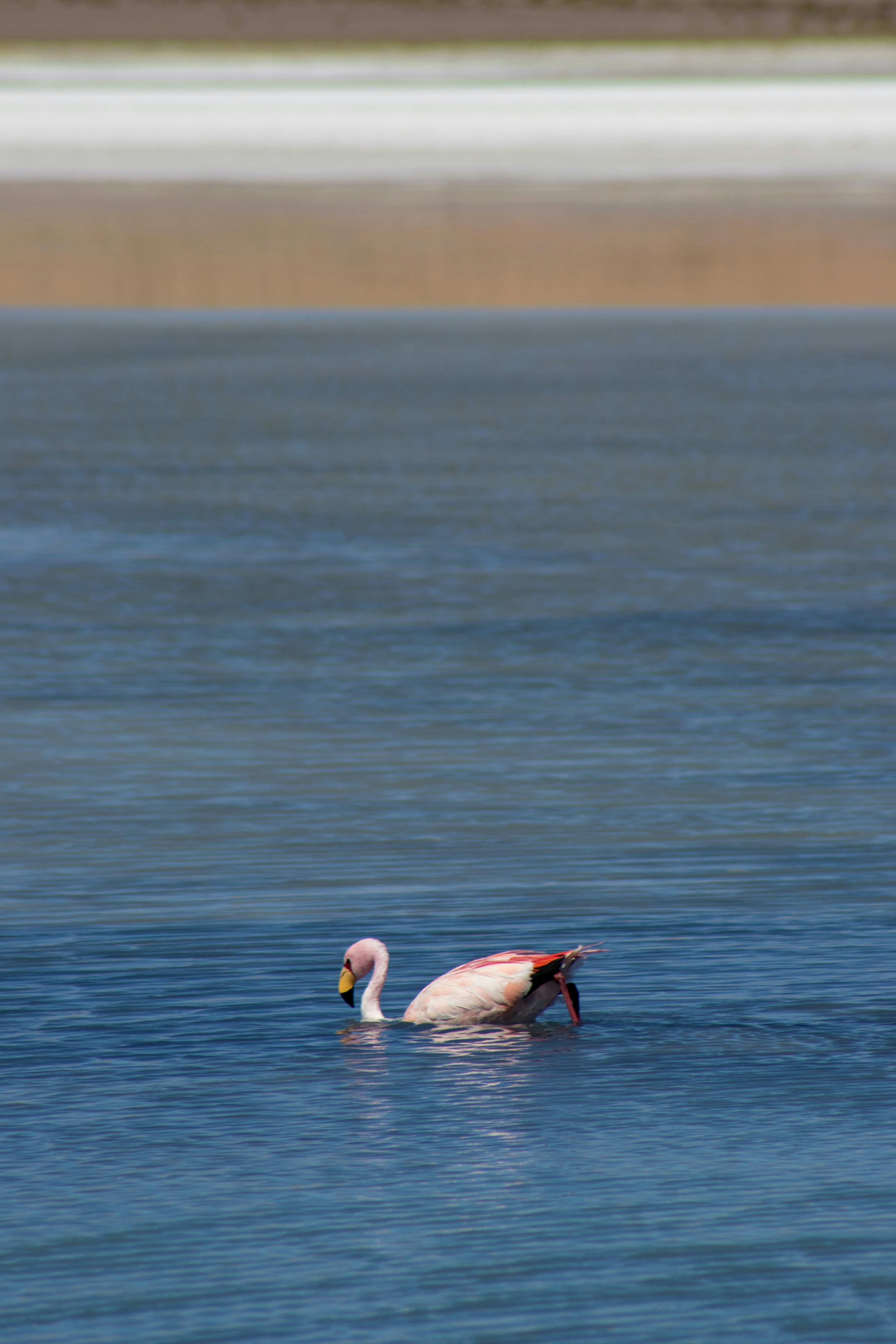 Pink Flamingo in a Quiet Lagoon: A Solitary Moment on Blue Wake