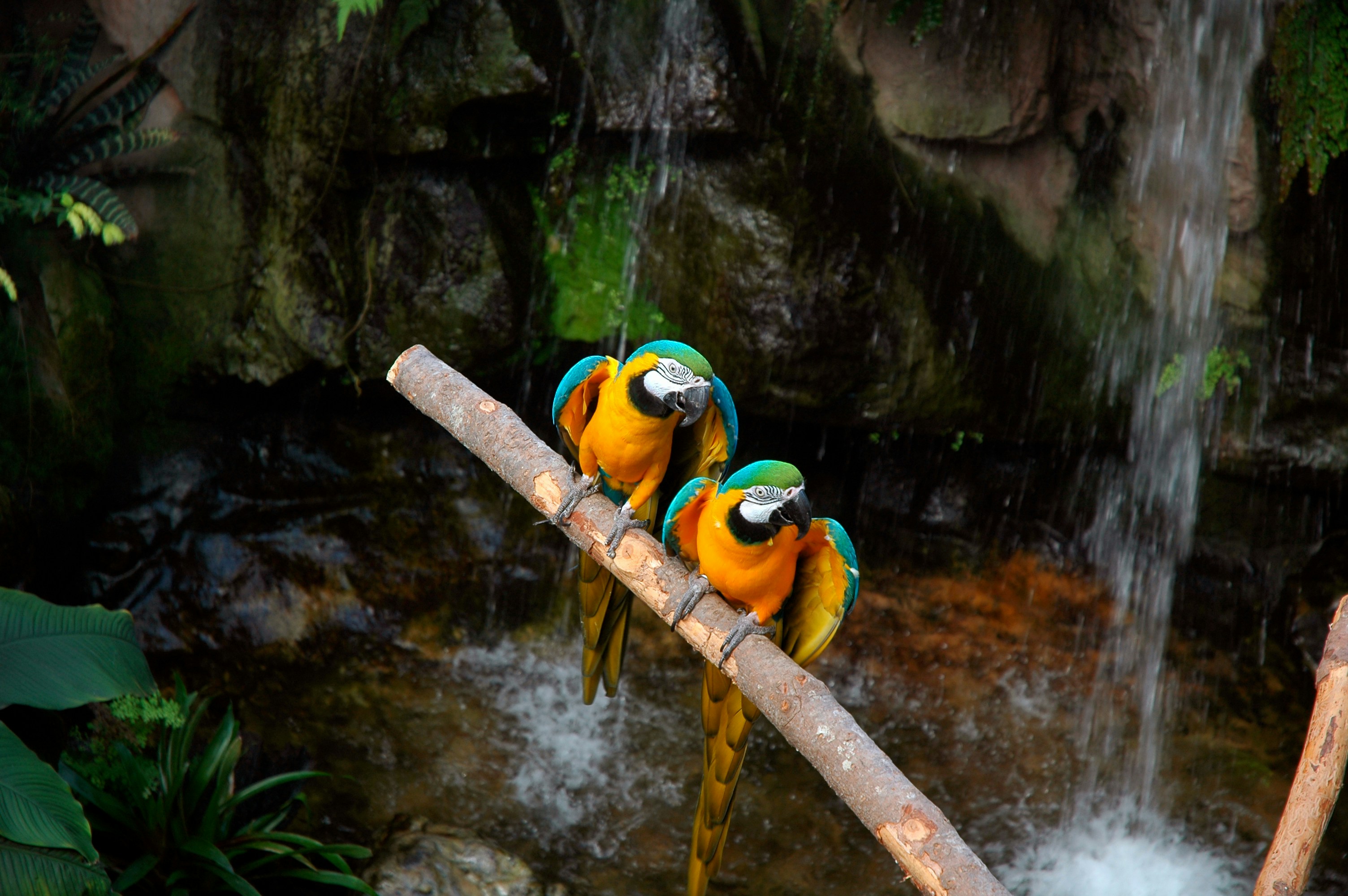 Jungle Companions by the Cascading Falls