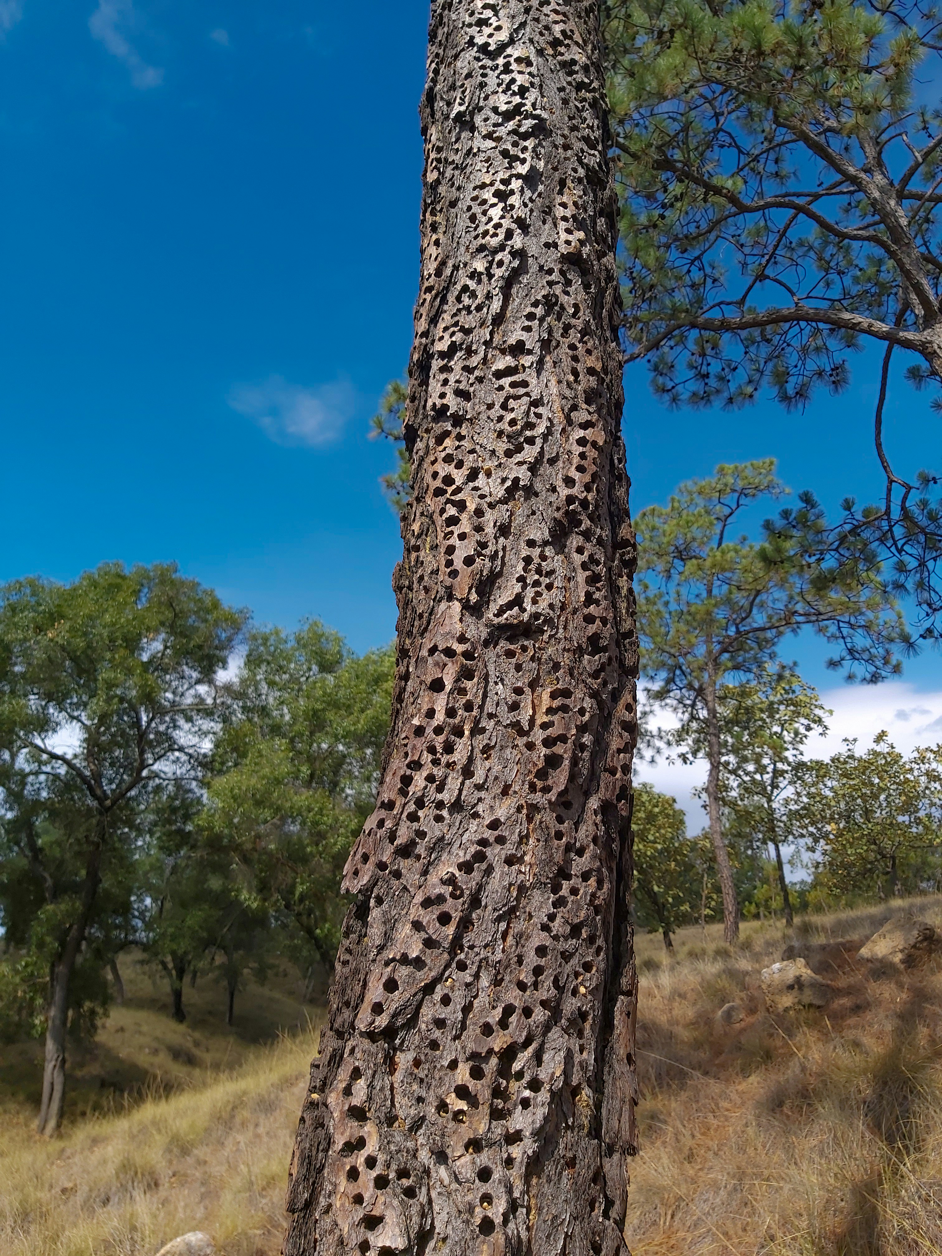 Gnarled Bark in Sunlit Pines