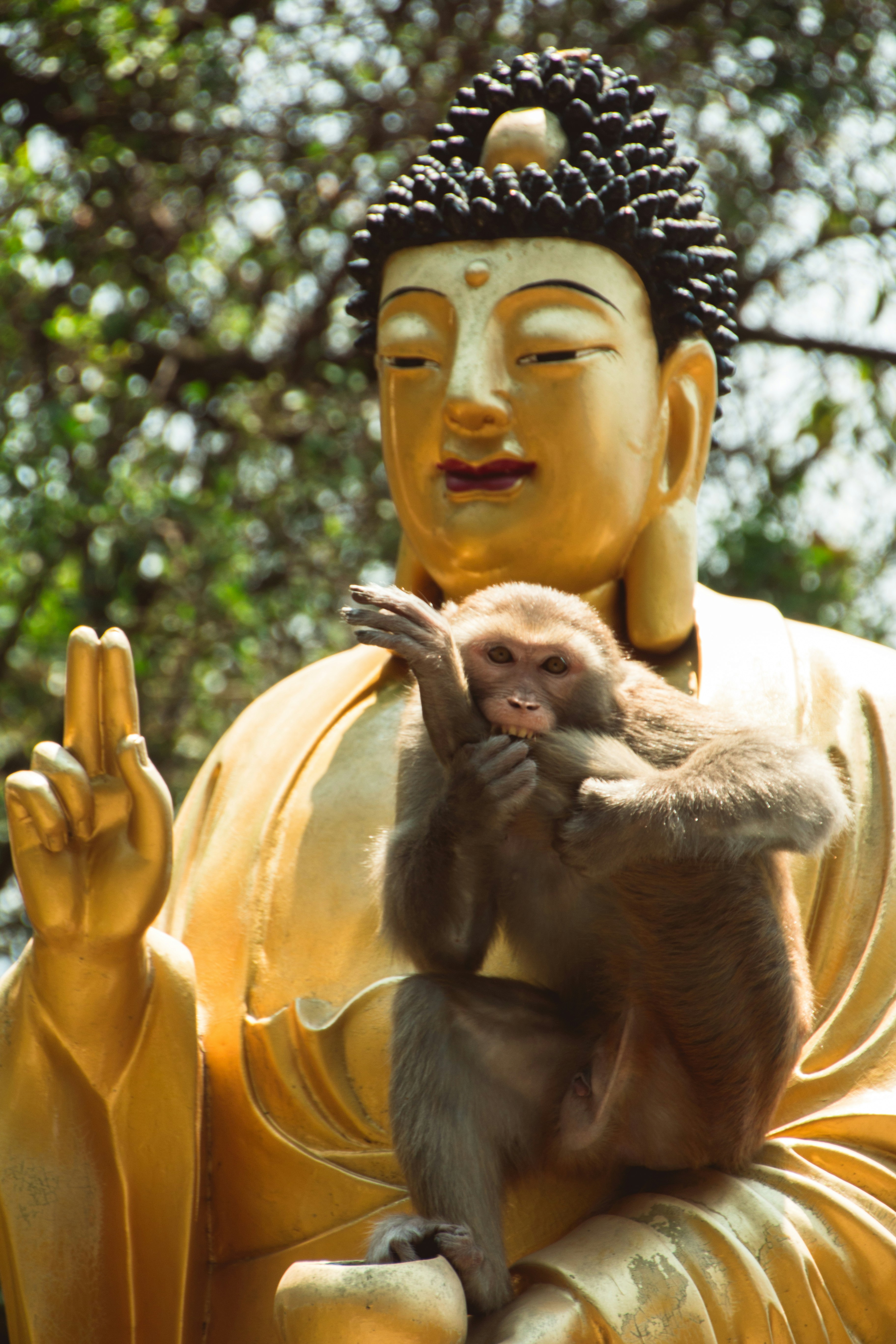Gold and Fur: A Monkey's Quiet Moment with a Buddha