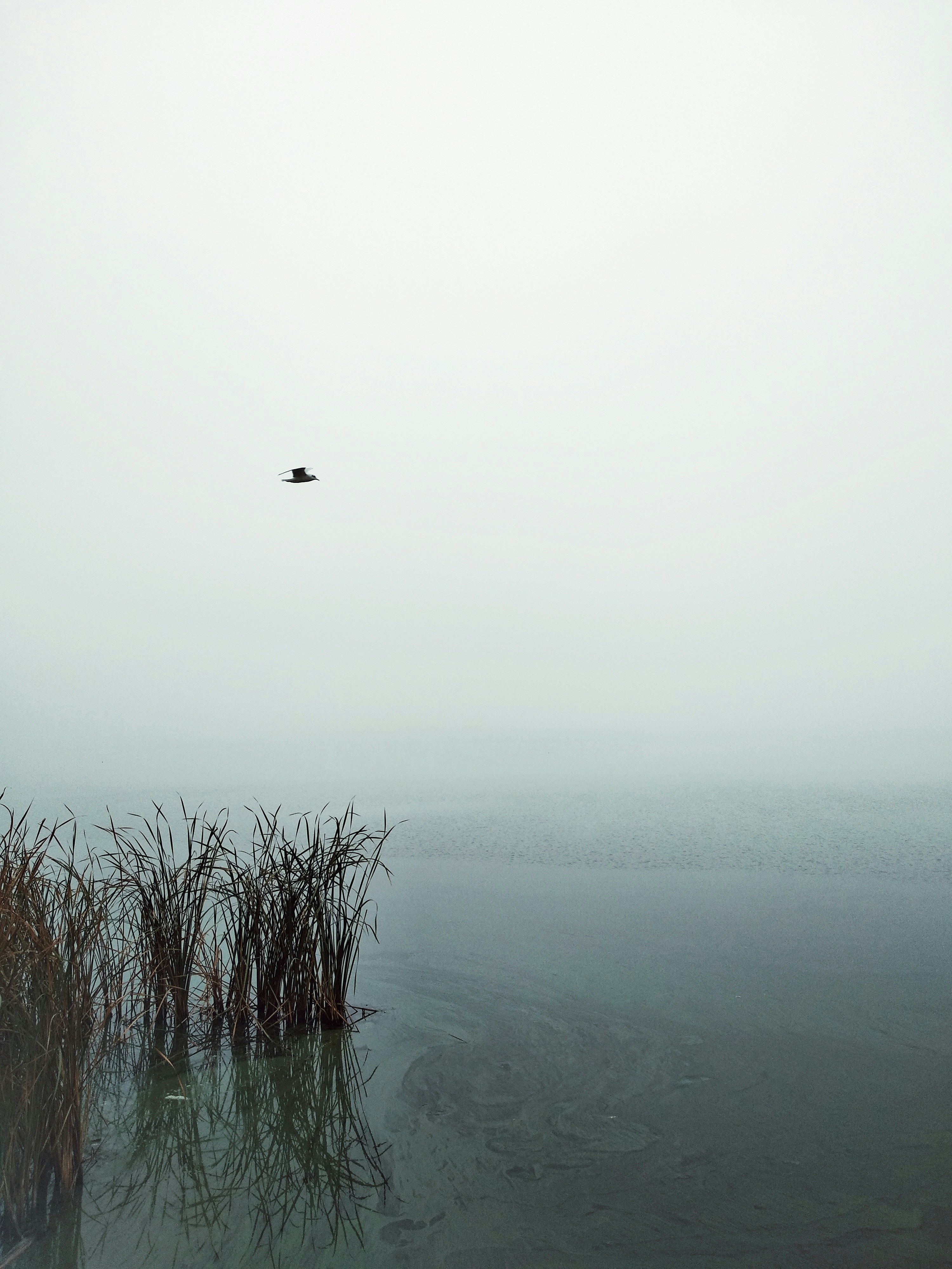 A solitary bird glides above a tranquil, fog-covered lake, surrounded by sparse reeds. The ethereal atmosphere creates a serene and contemplative scene.