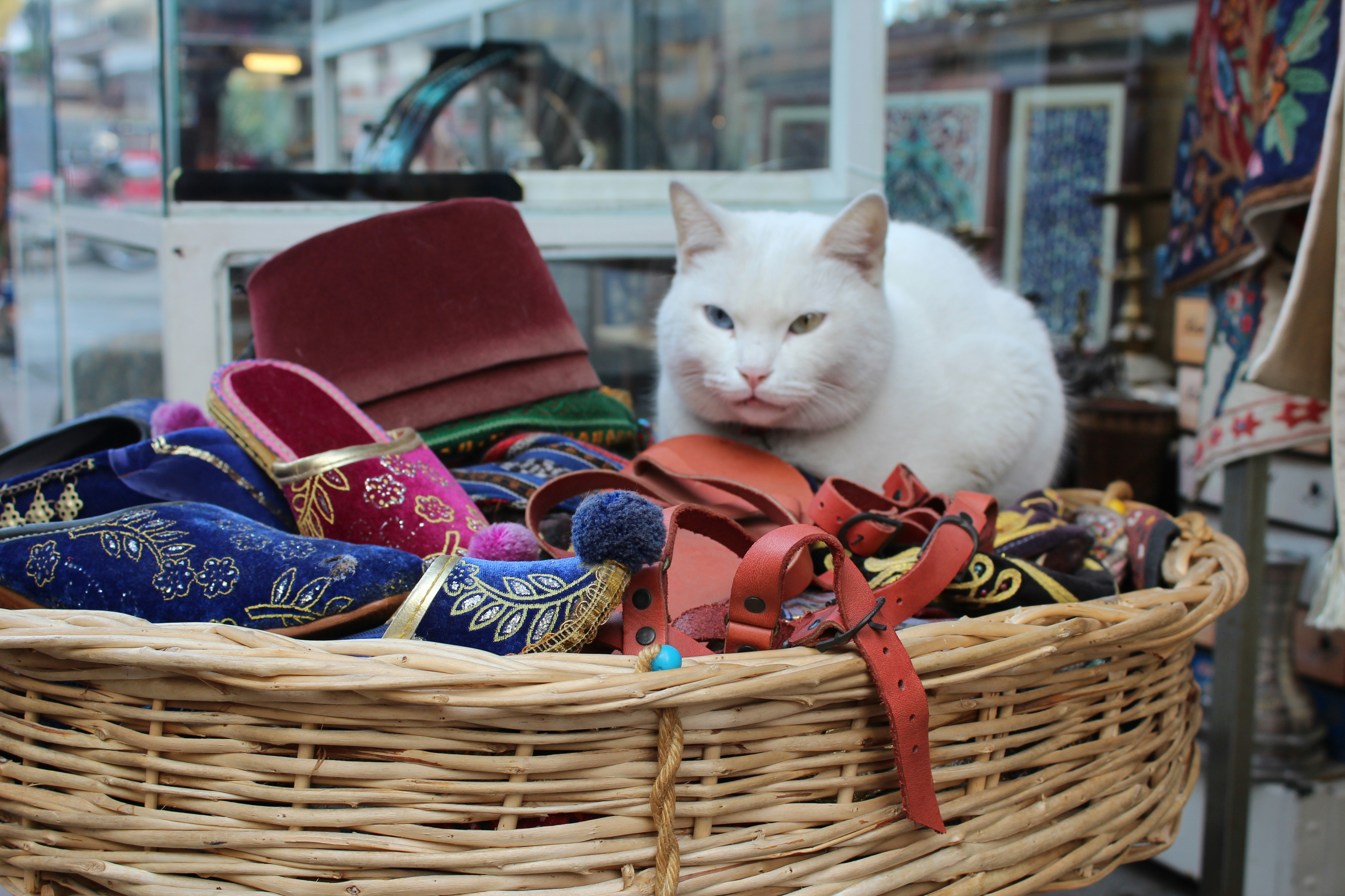 White Cat Repose Among a Basket of Colorful Slings and Fabrics