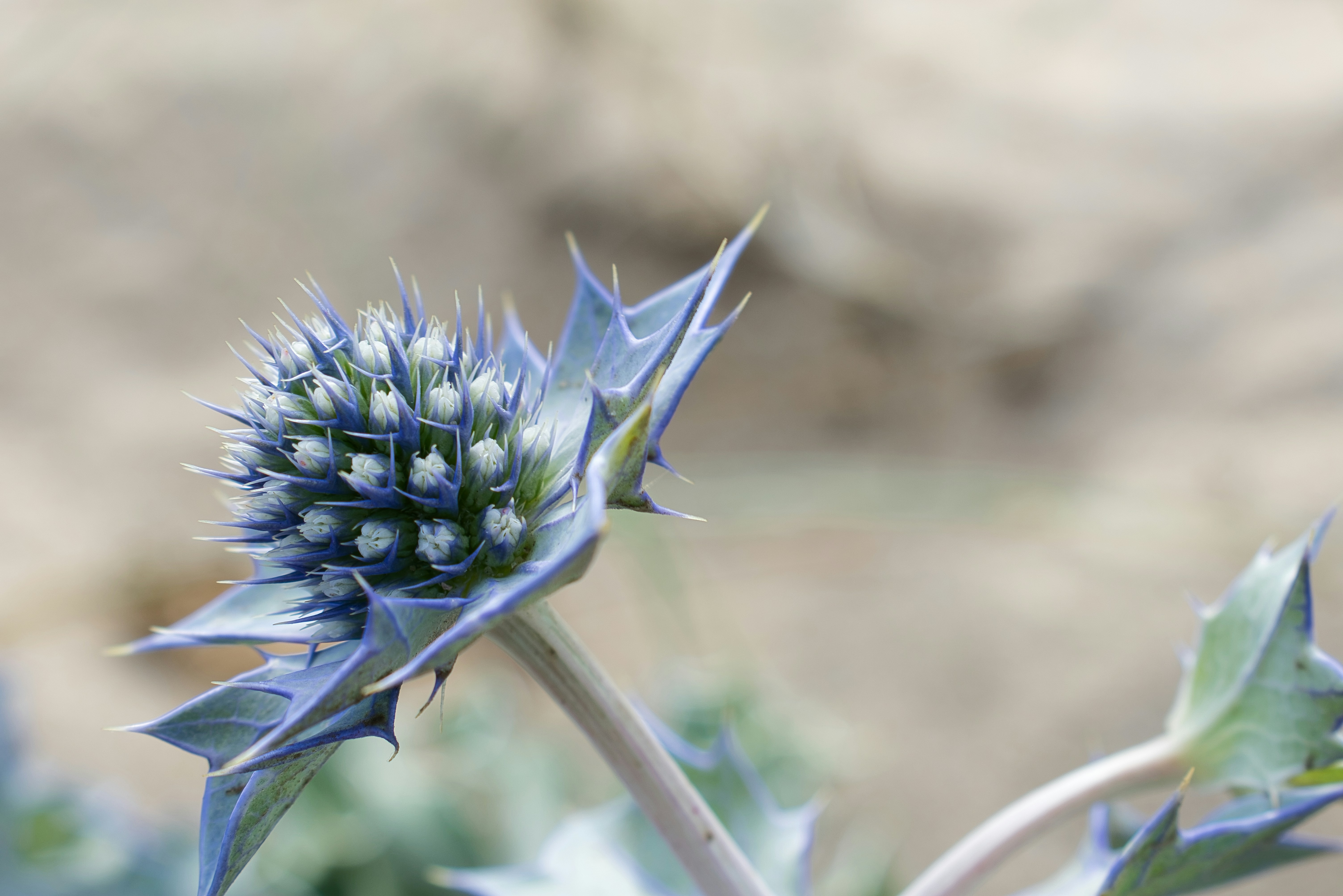 Blue Thistle in Desert SerenityPaulo Cardoso