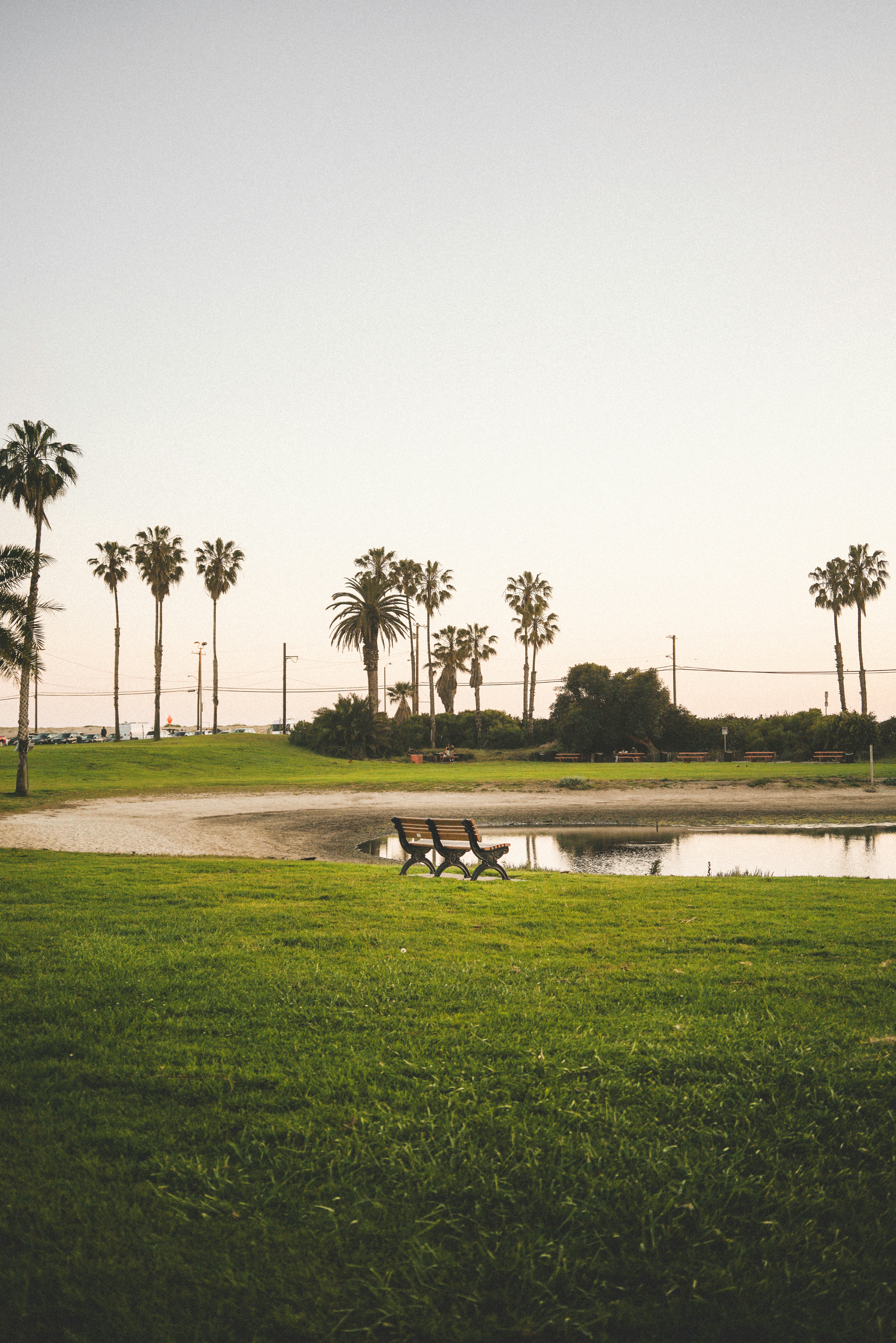 Palm Row at Dusk: Tranquil Park by the Pond