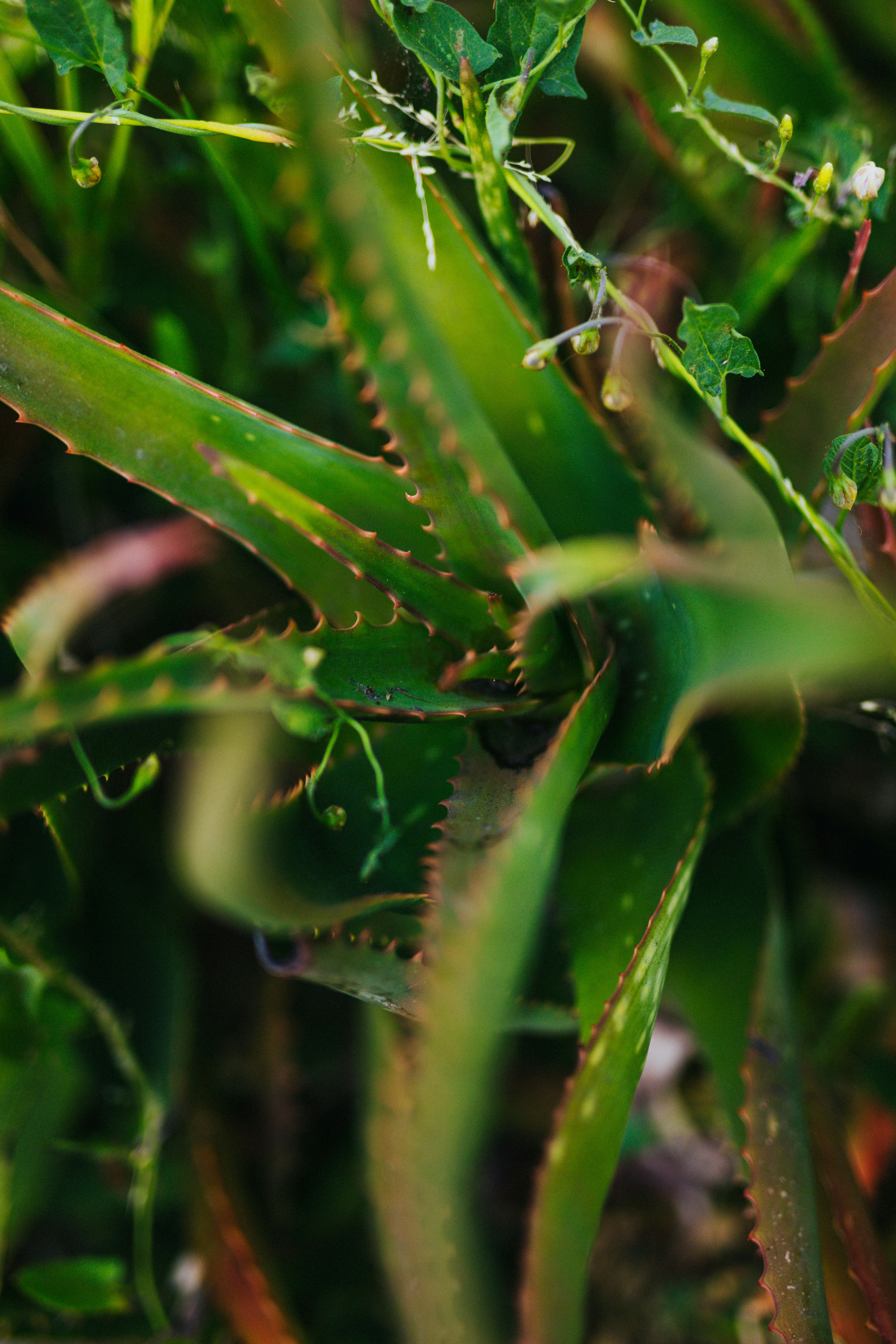 Succulent Fronds in Silent Green Detail