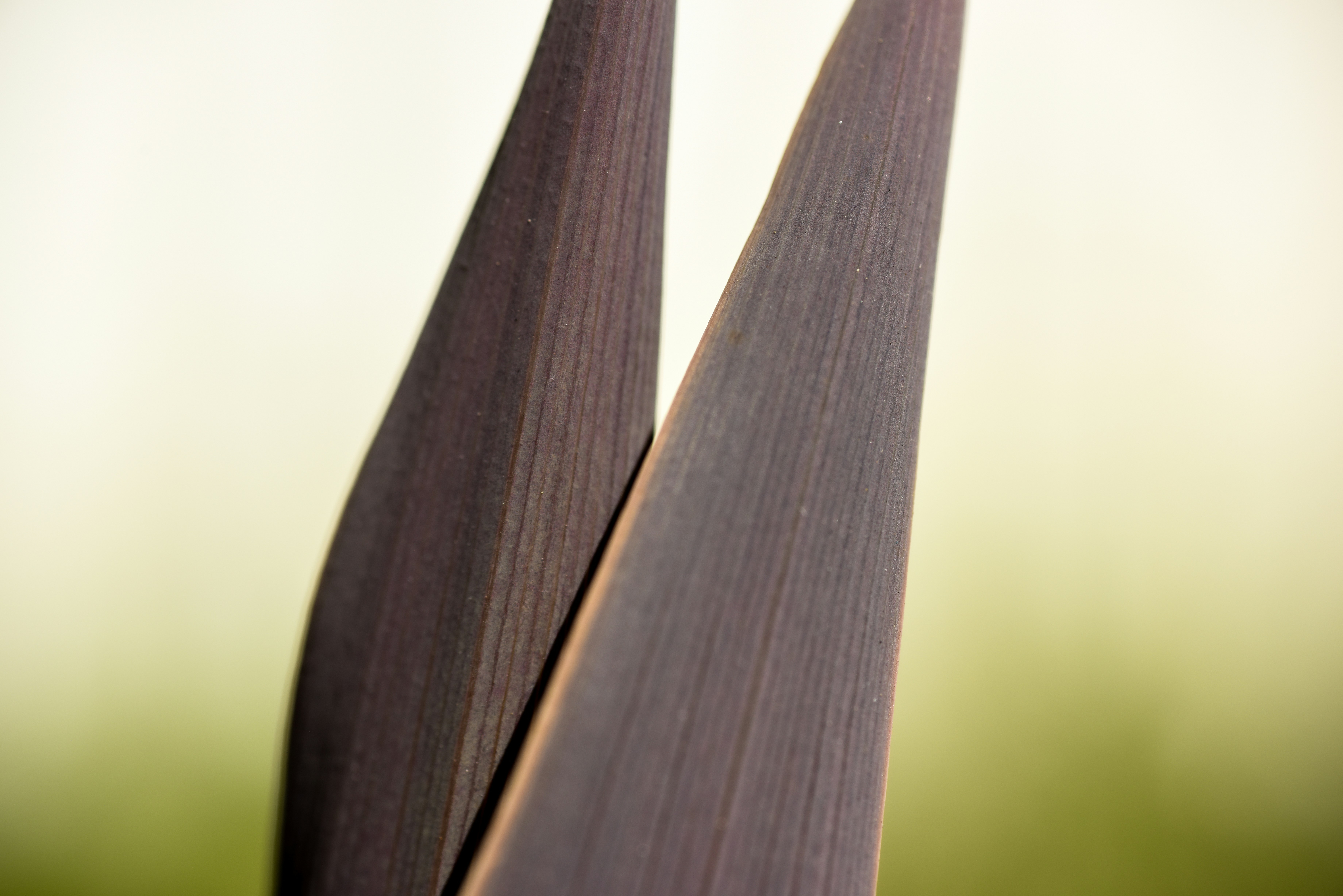 Macro shot of a flax plant. | black and white book page