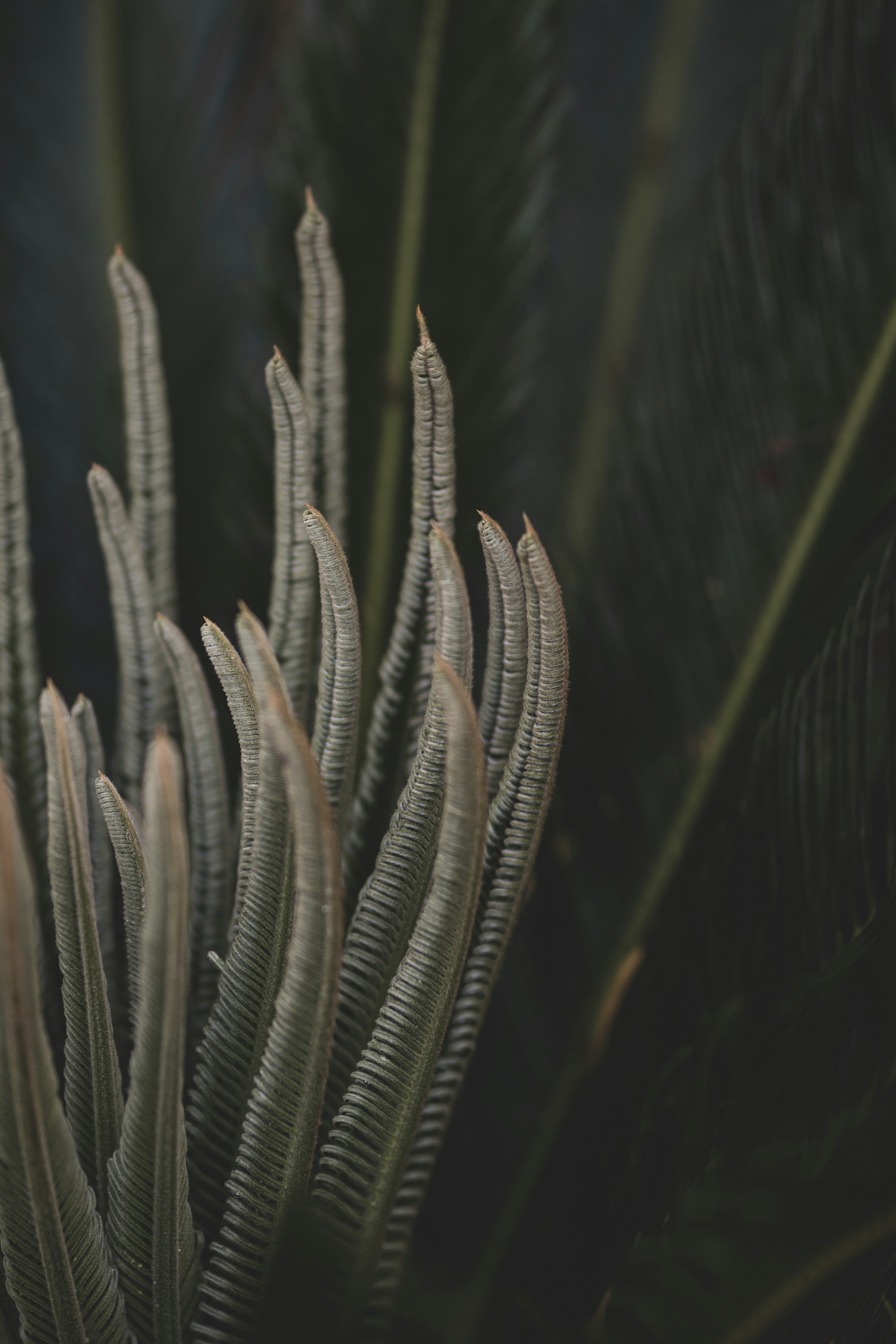 Ribbed Fern Fronds in Velvet Shadow