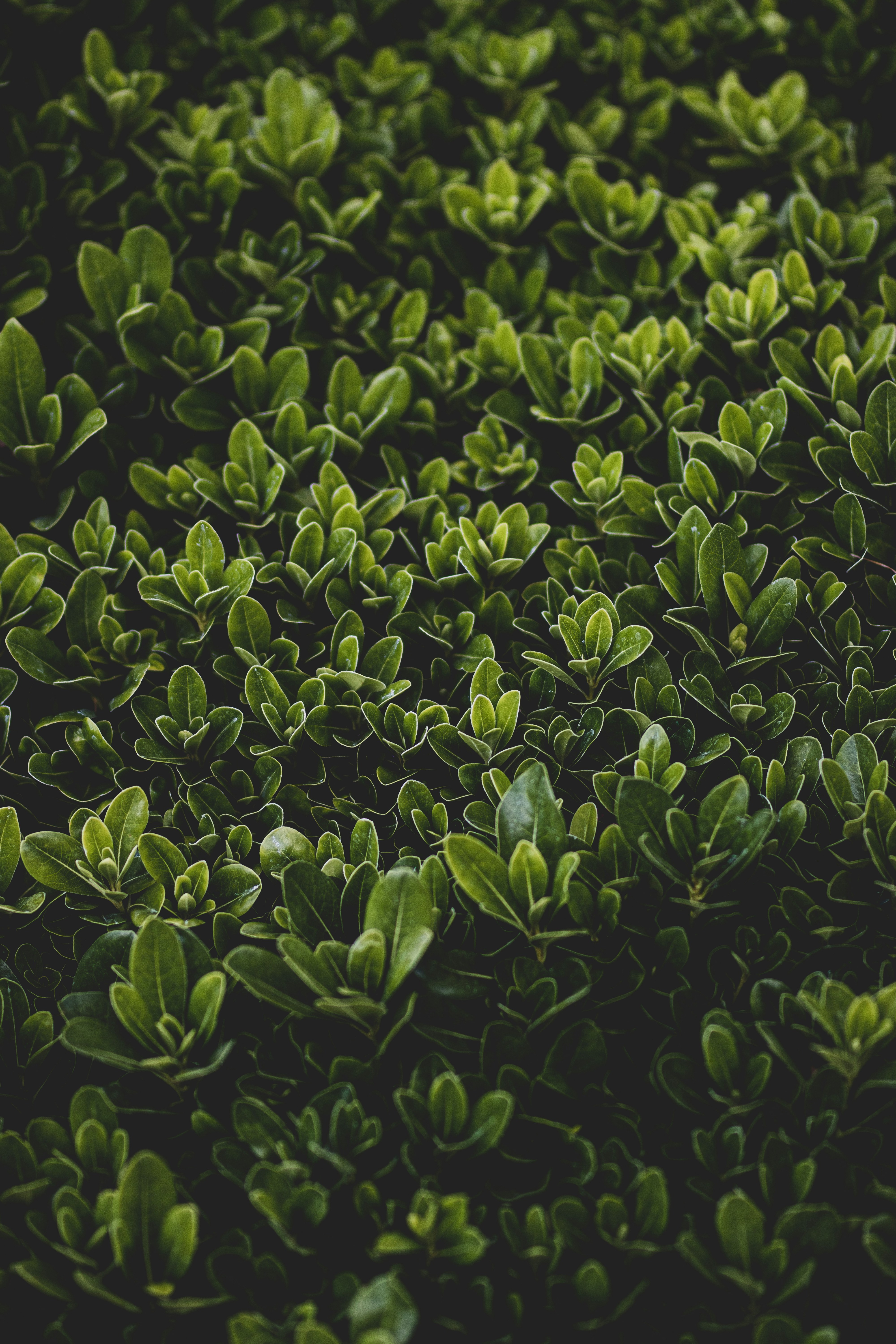 Green Bush Pictures | Download Free Images on Unsplash