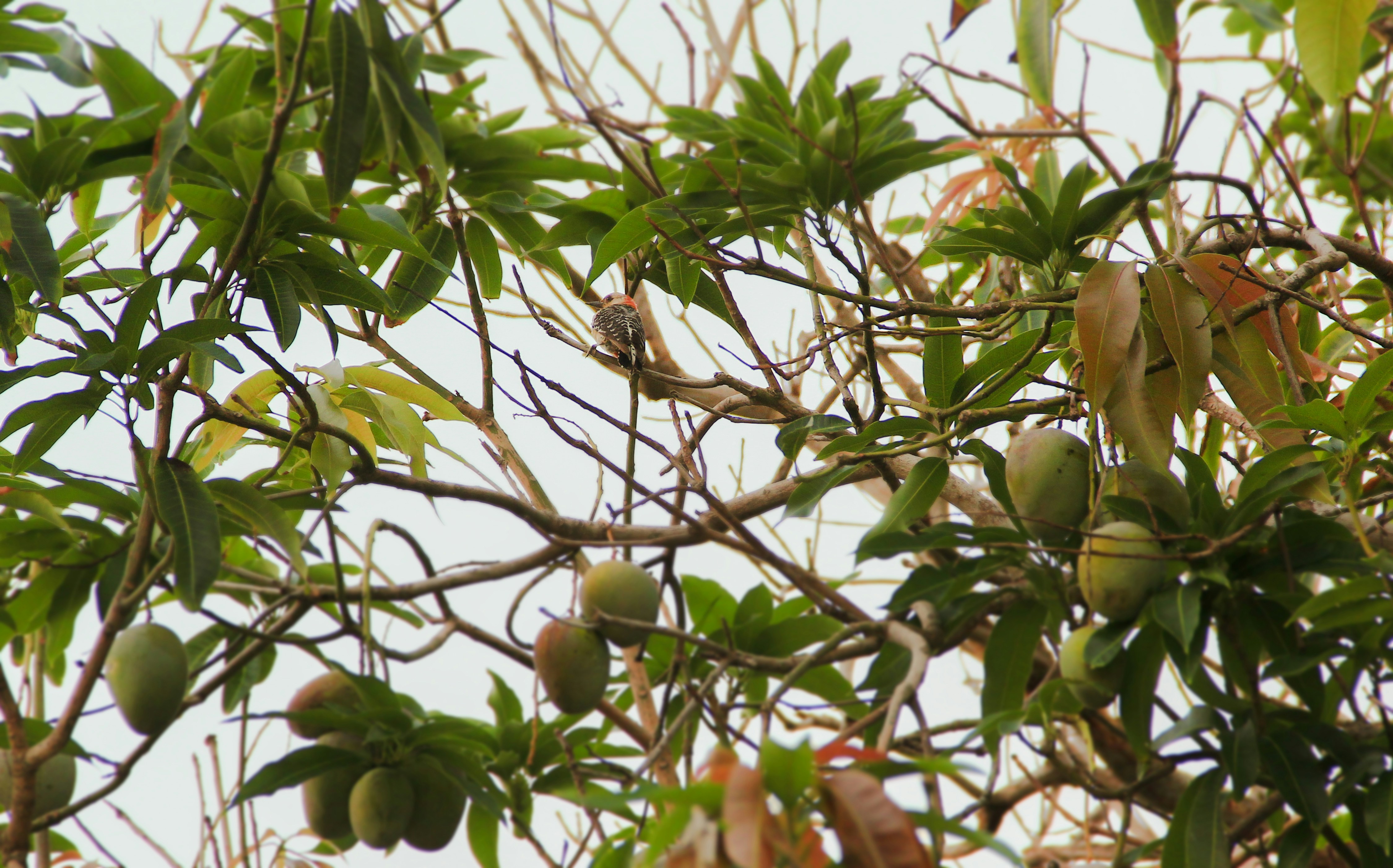 Mango tree branches adorned with ripe fruit and lush green leaves, showcasing the beauty of nature's bounty.