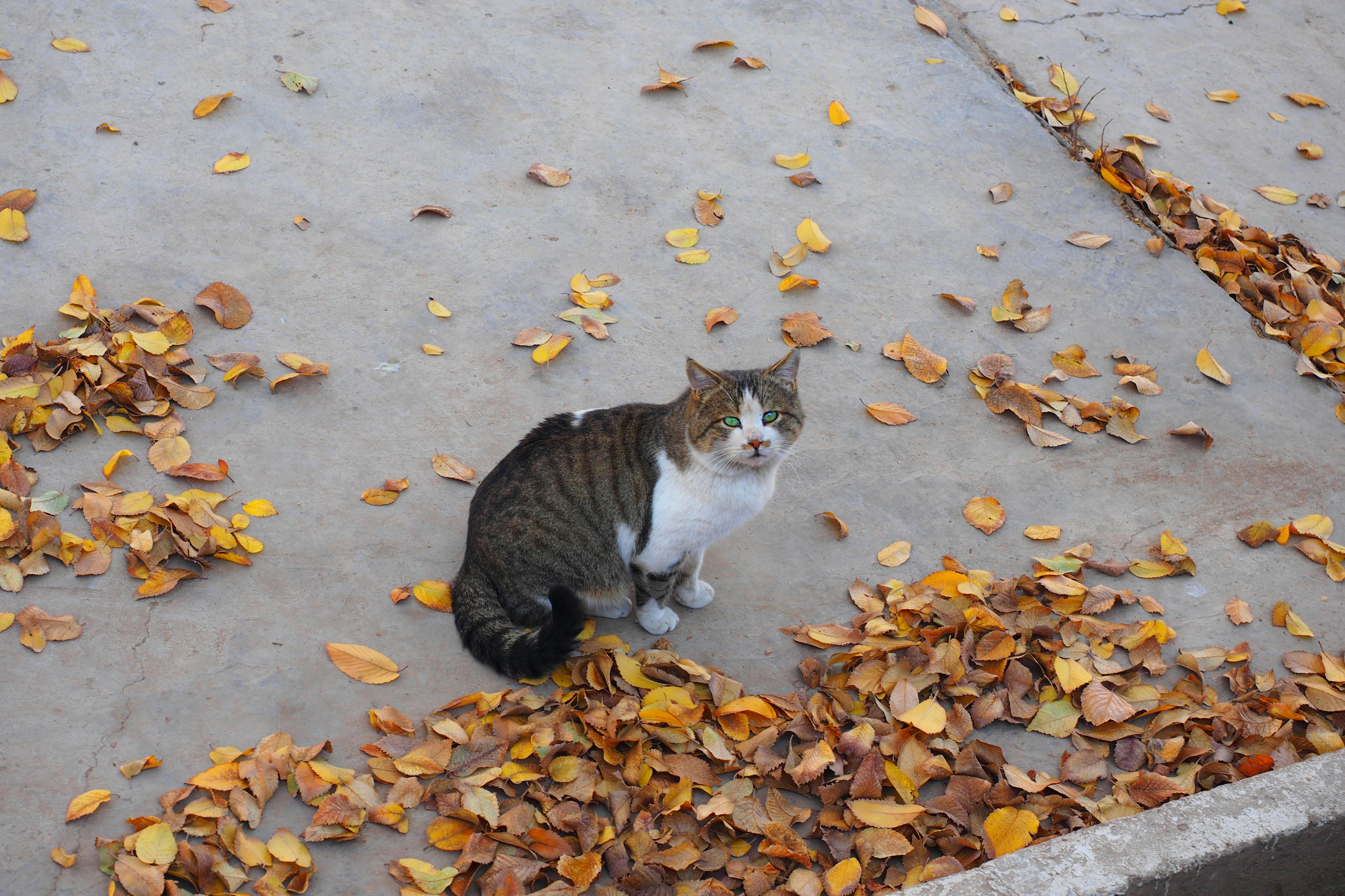 Autumn Pavement Portrait: A Curious Cat Among Golden Leaves