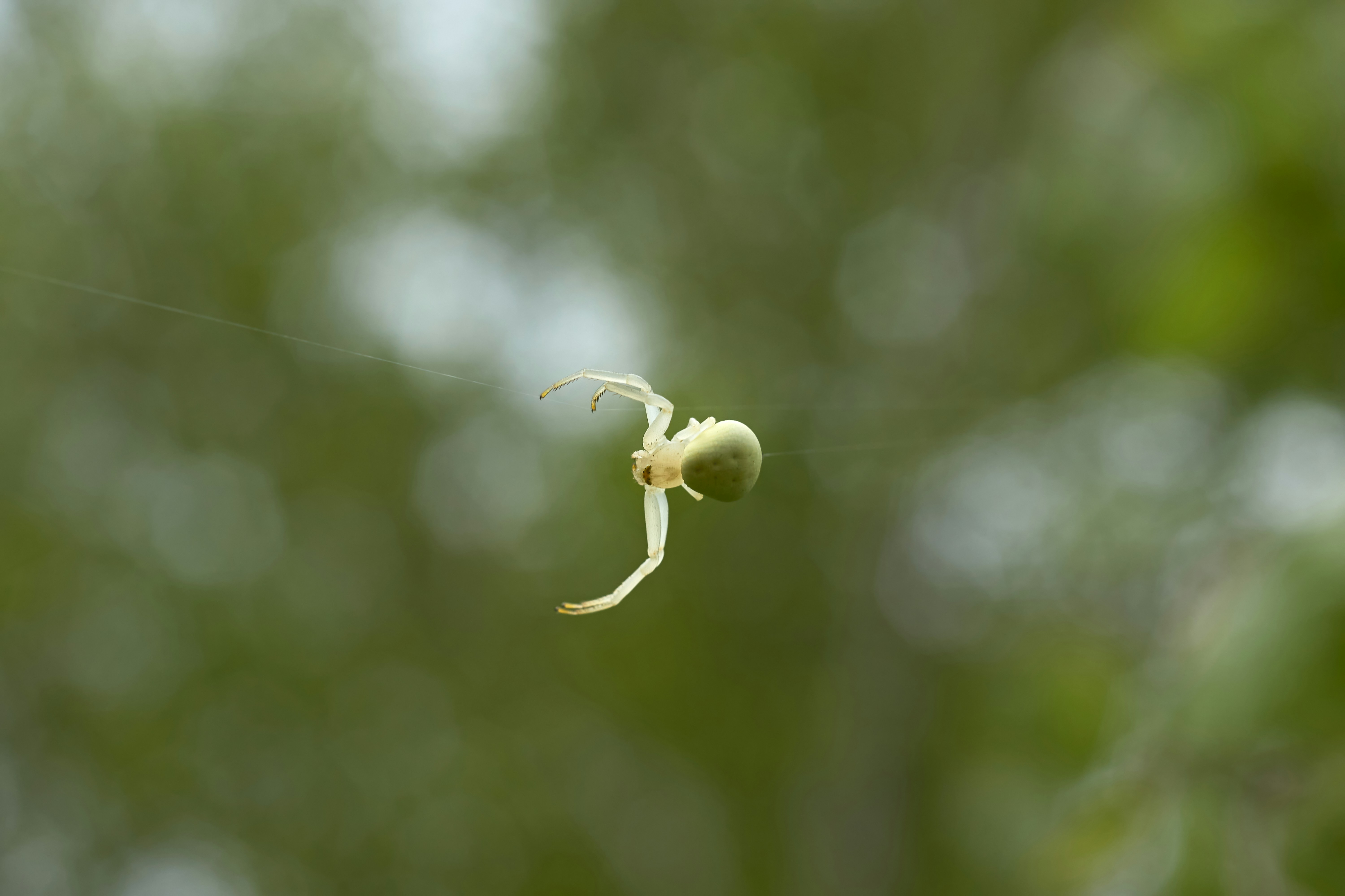 Delicate Crane-Flower: A Tiny Creature Suspended in Green Moments