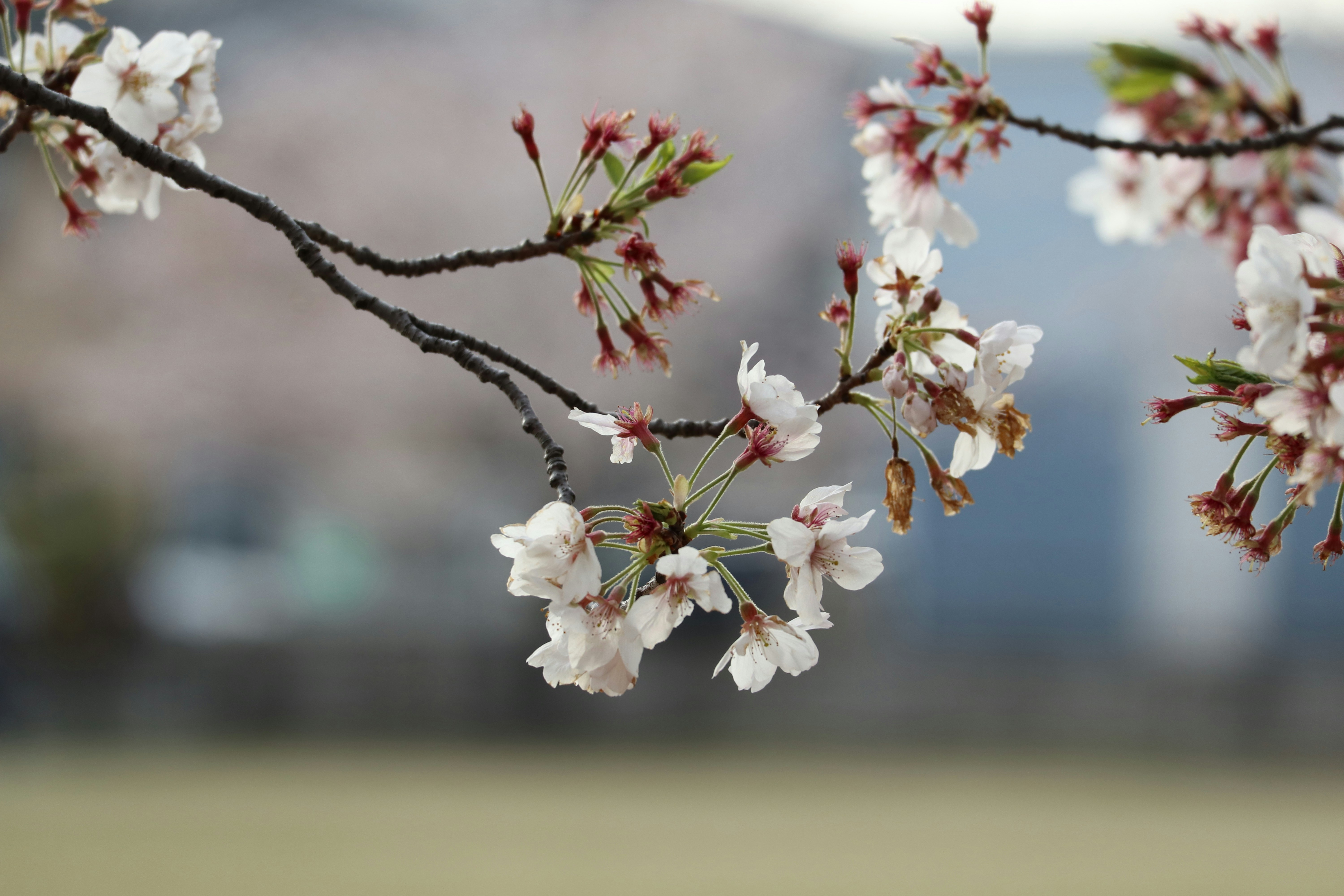 white cherry blossom in close up photography
