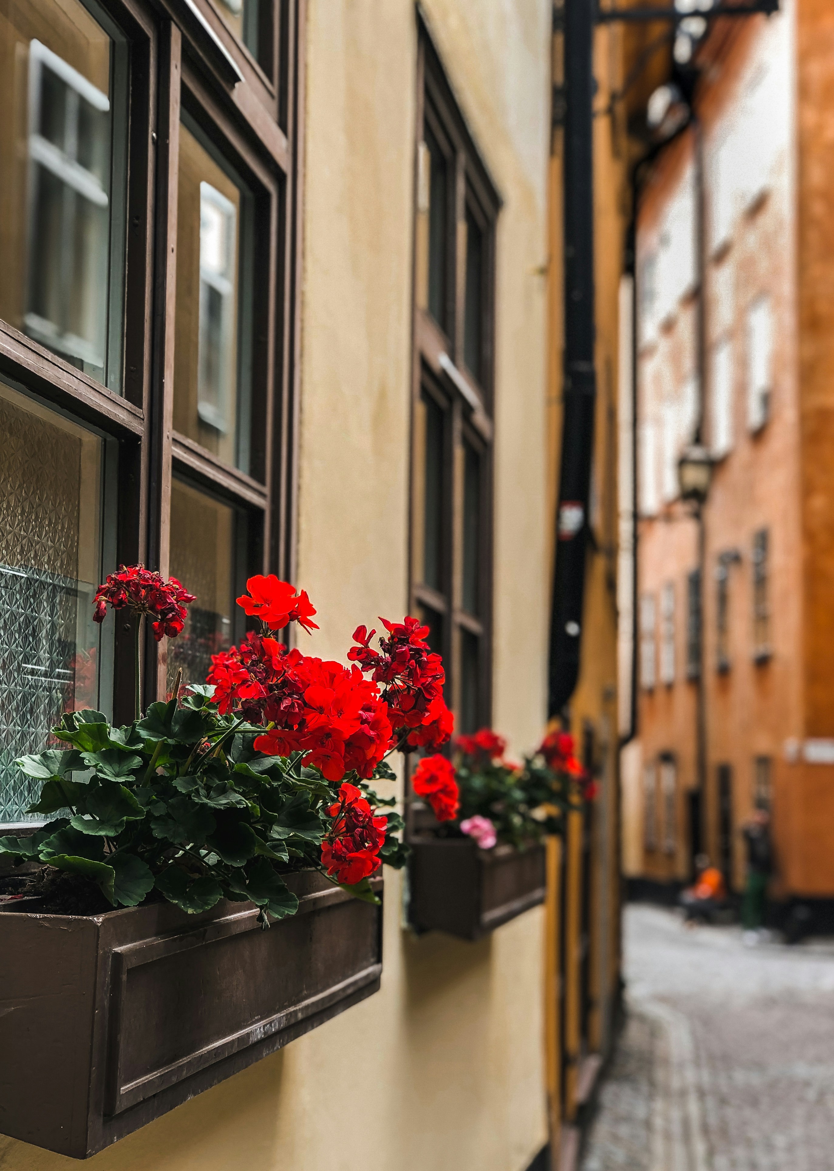 Crimson Windowboxes Framing a Quiet Alley