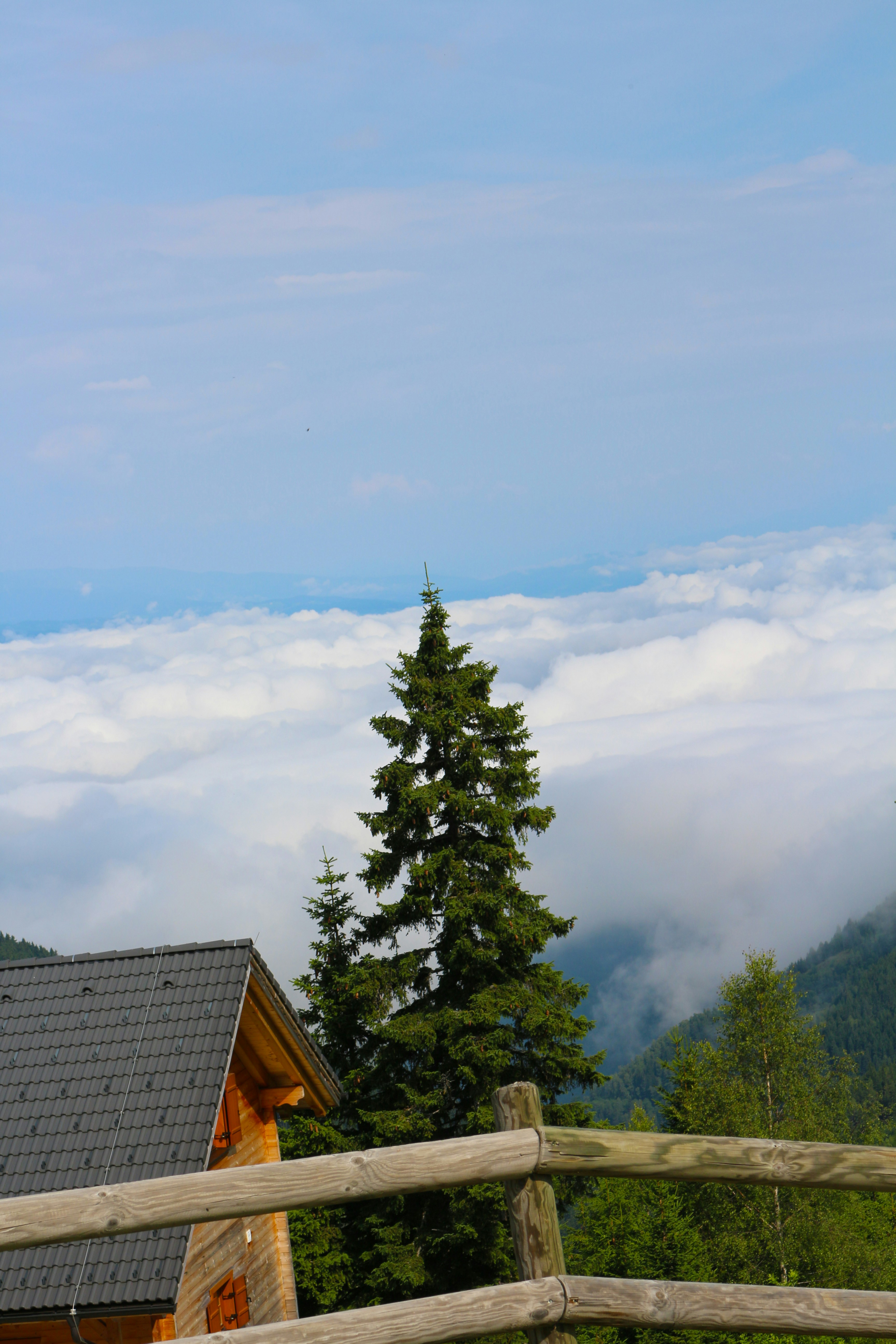 Wooden cabin and pine trees overlooking a sea of clouds in a mountainous landscape.