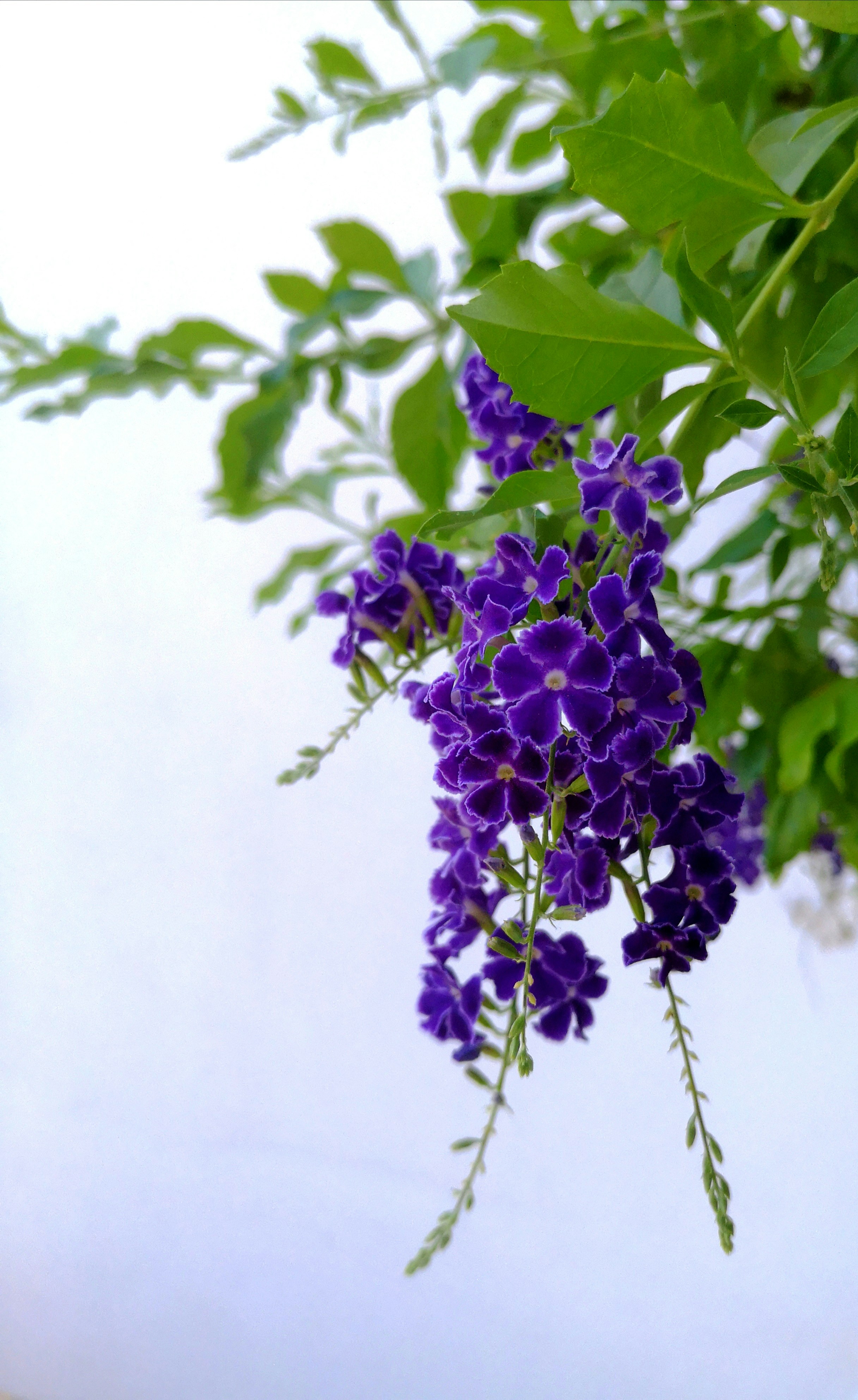 Purple flower with green leaves photo – Free Cyprus Image on Unsplash