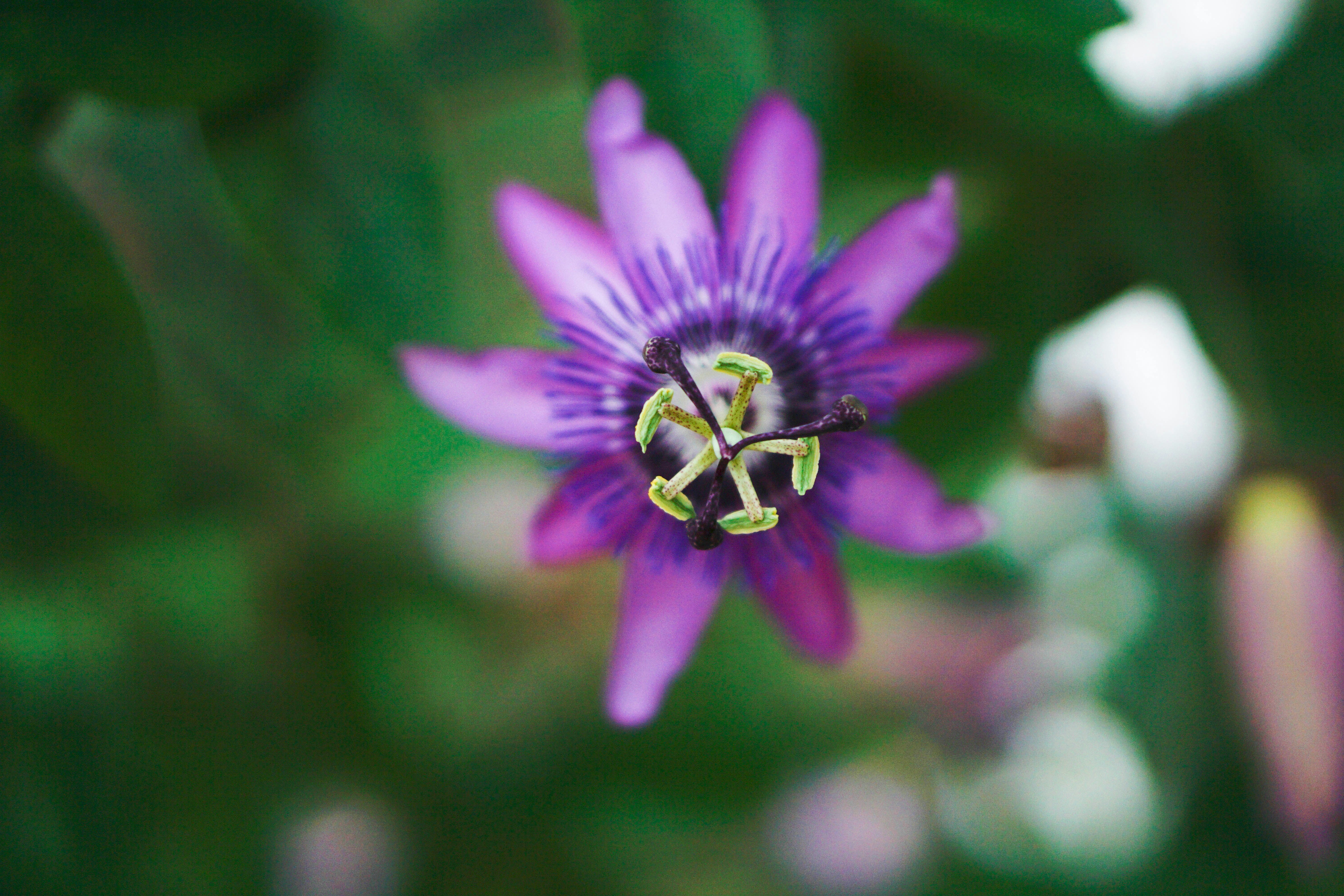 Stamen Spotlight: a purple bloom with creamy bokeh