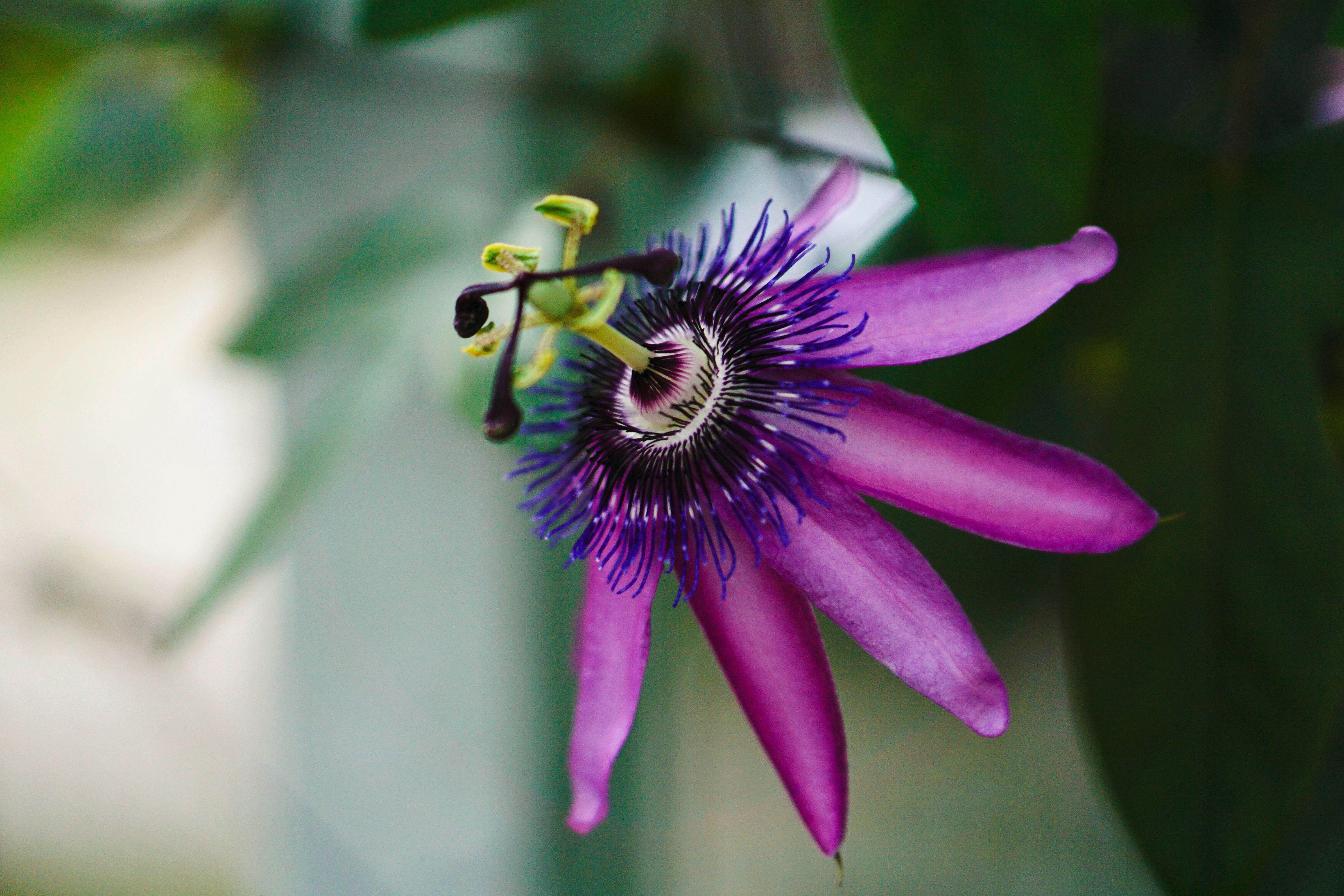 Petals in Focus: The Fiery Core of a Purple Passion Flower