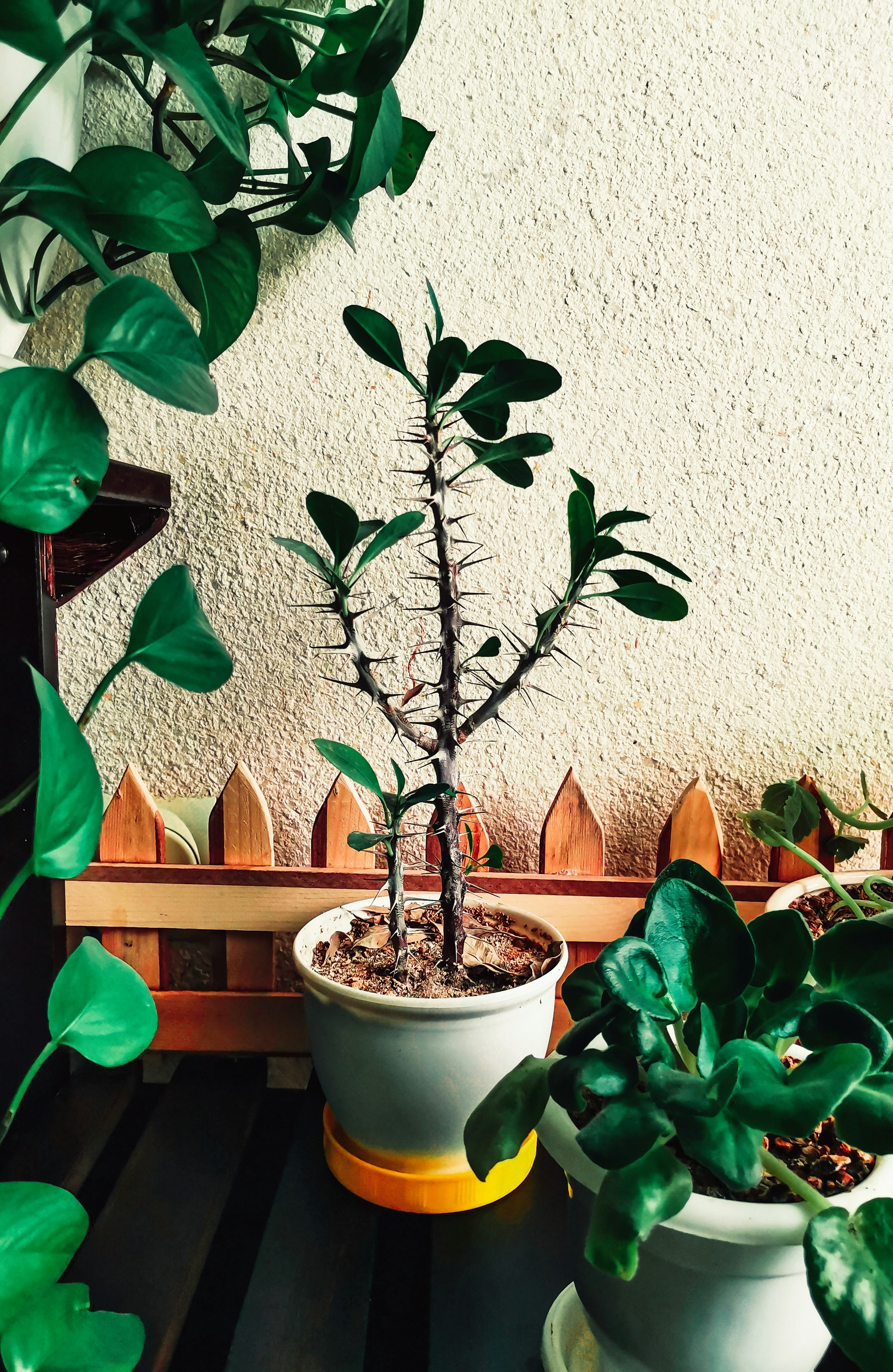 Central potted bonsai with sparse branches sits on a ledge, framed by lush green leaves and a textured beige wall.