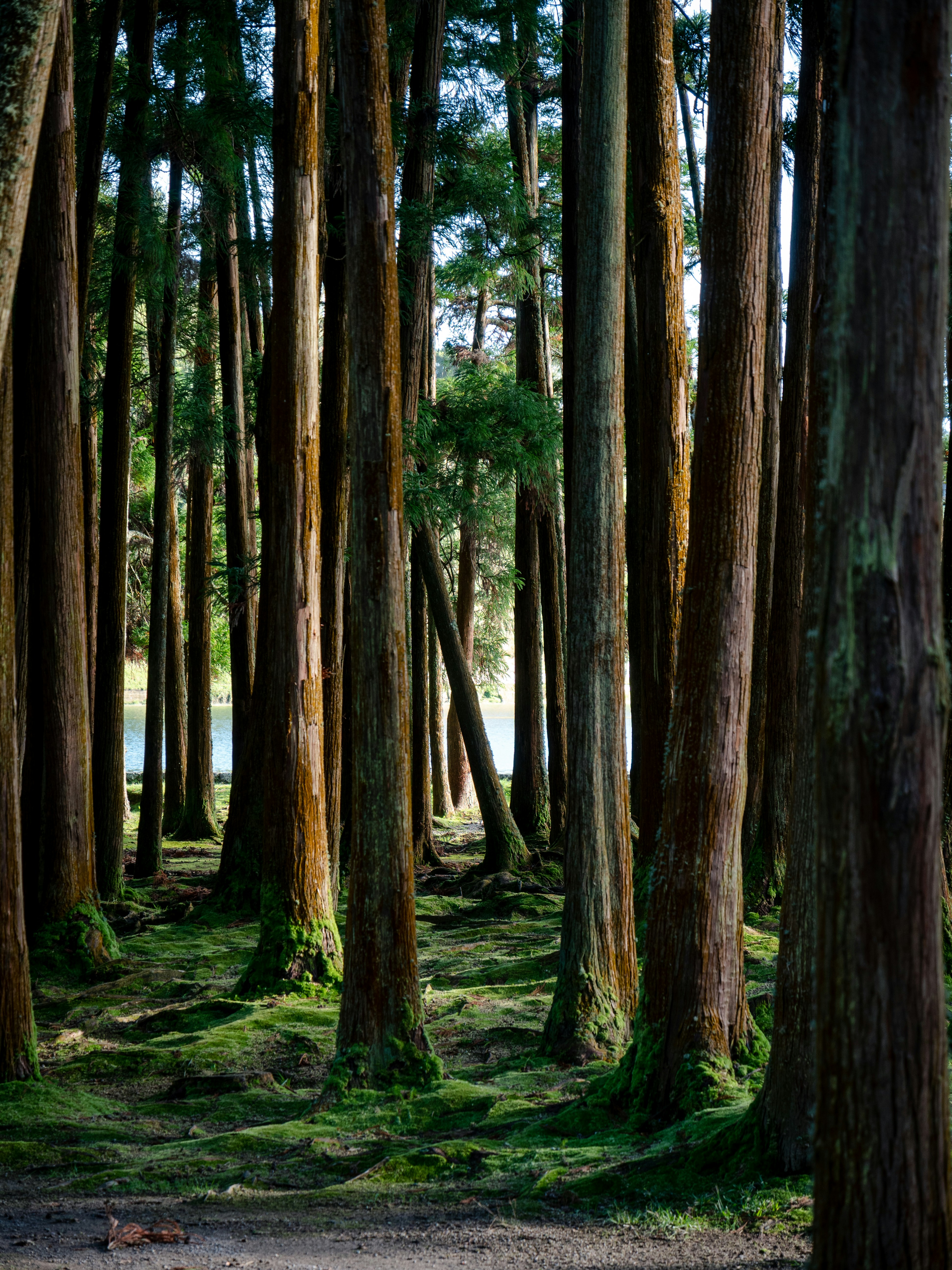 Between Giants: Light at the Pine Cathedral