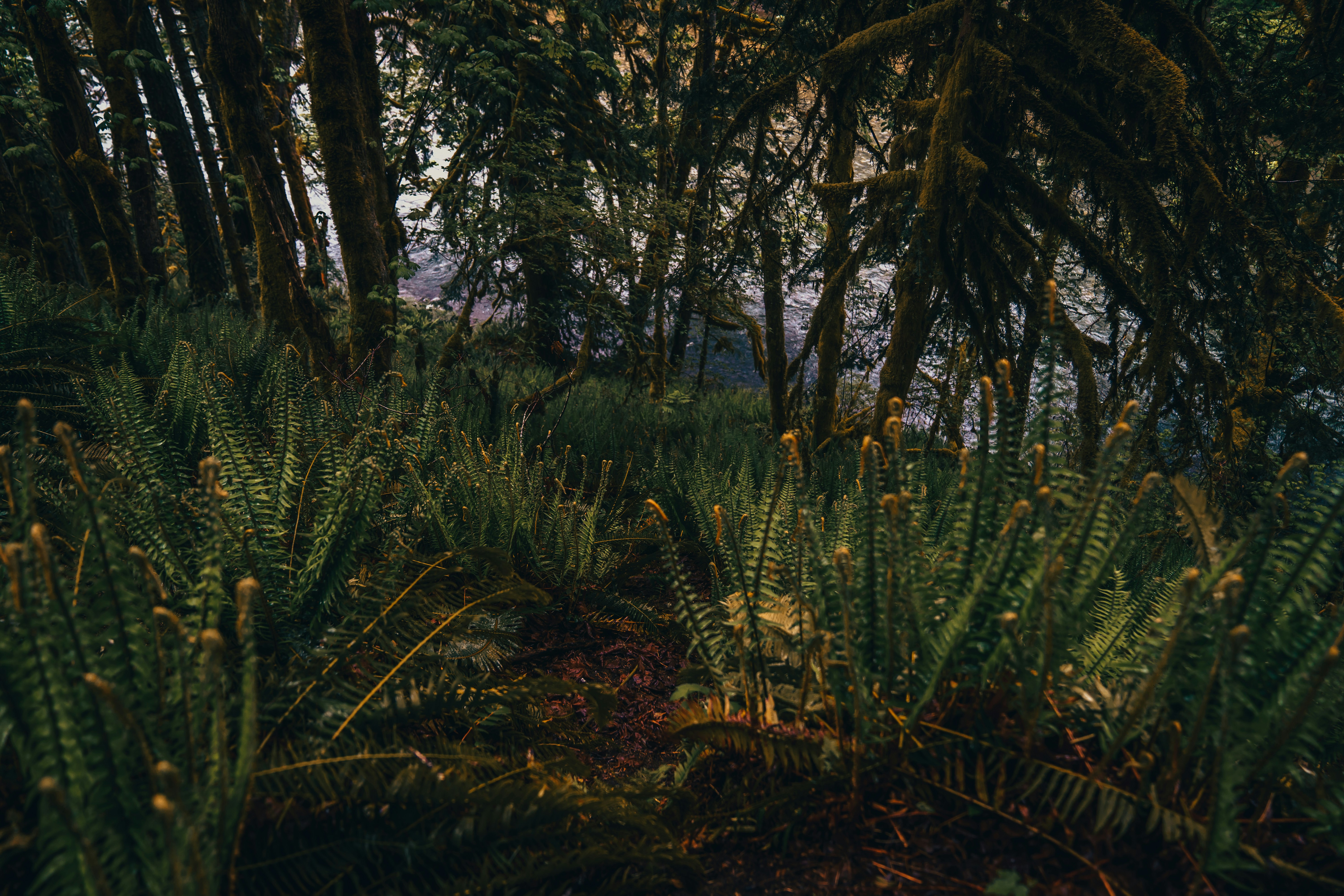 West Coast (PNW) Forest 