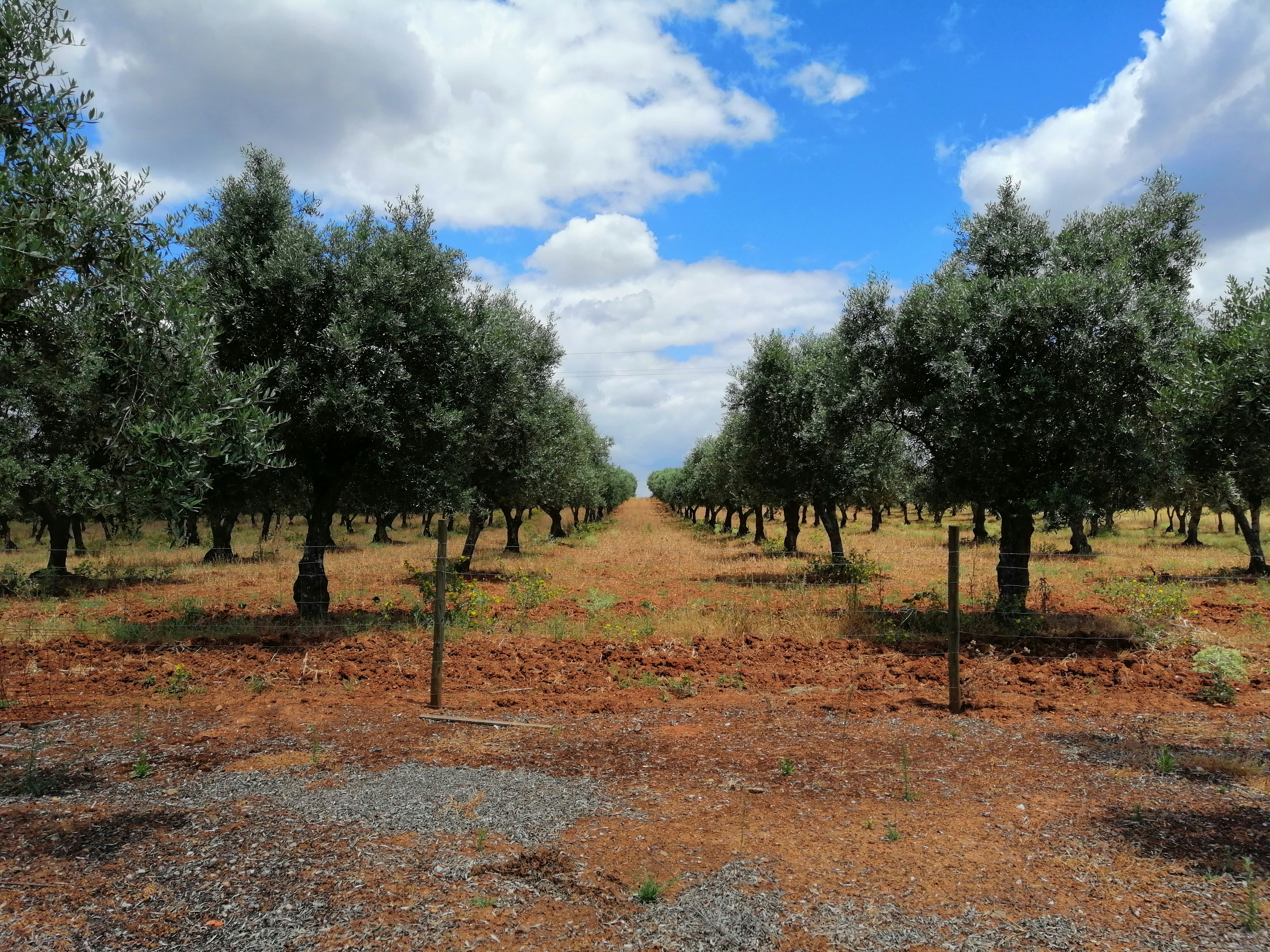 Rows of olive trees line a red-soil aisle that stretches toward the horizon. A bright blue sky with scattered clouds crowns the scene.