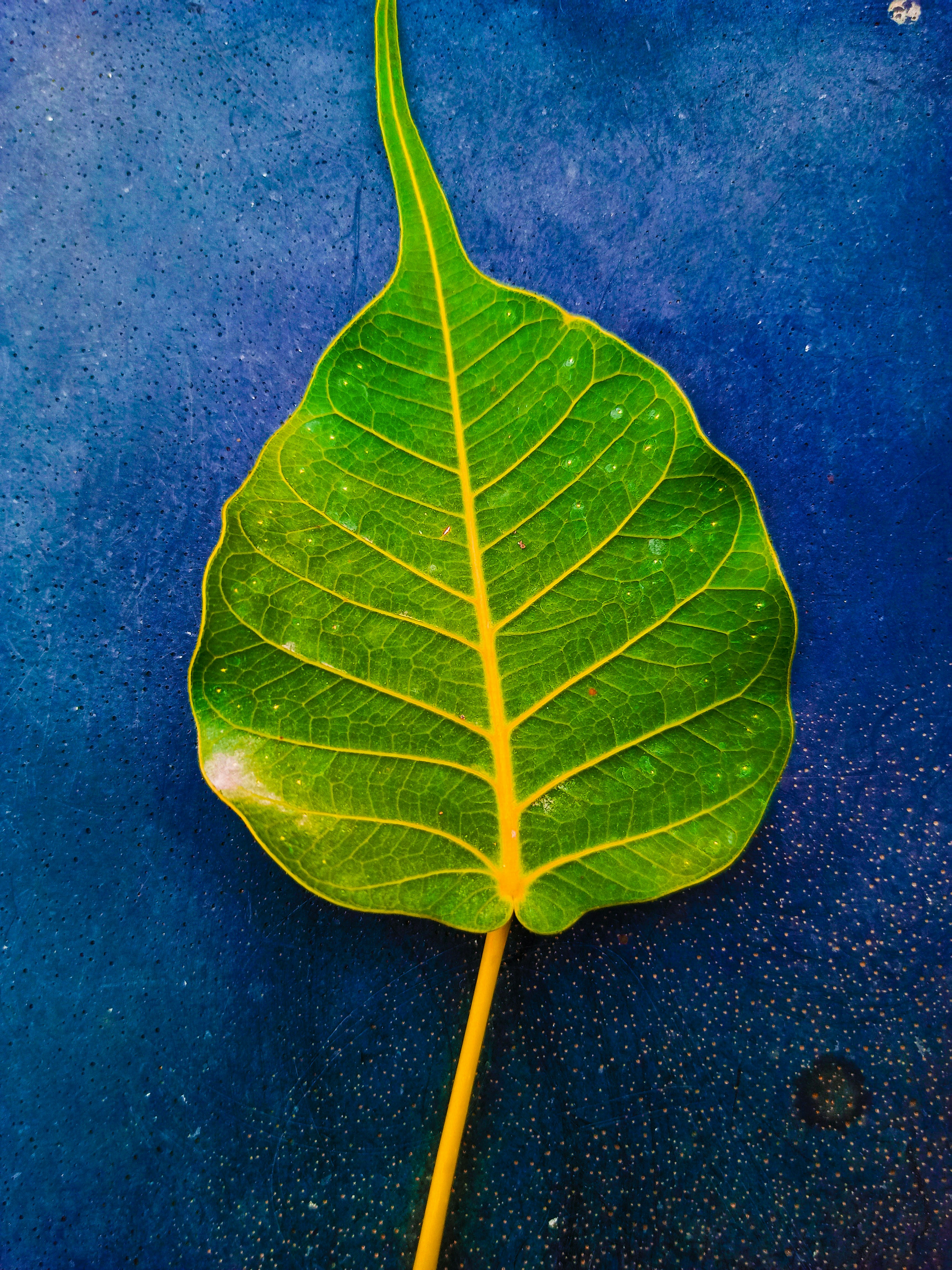 A detailed green leaf with prominent veins rests against a textured blue background, highlighting its natural beauty.