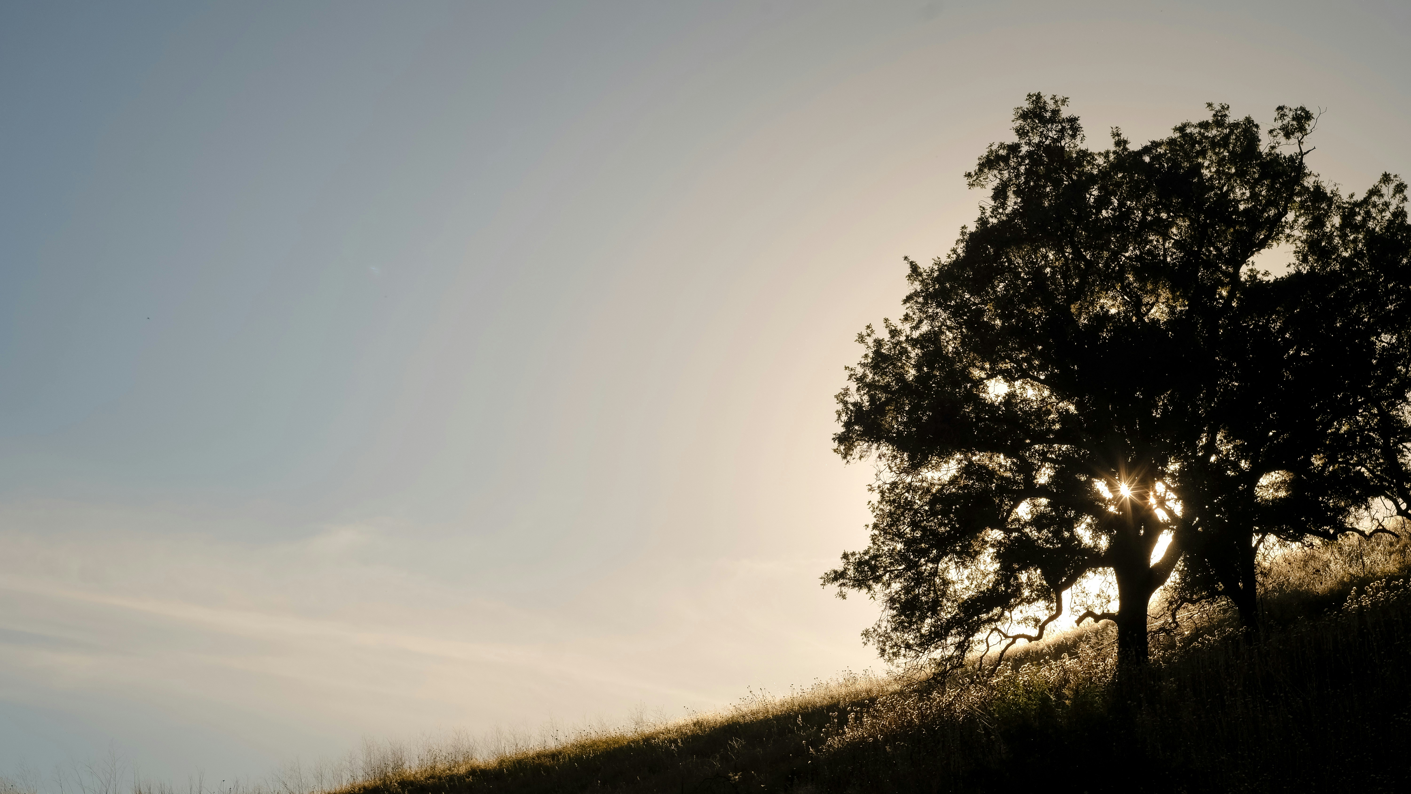 A tree on a hill with the sun behind it photo – Free Wallpaper Image on Unsplash