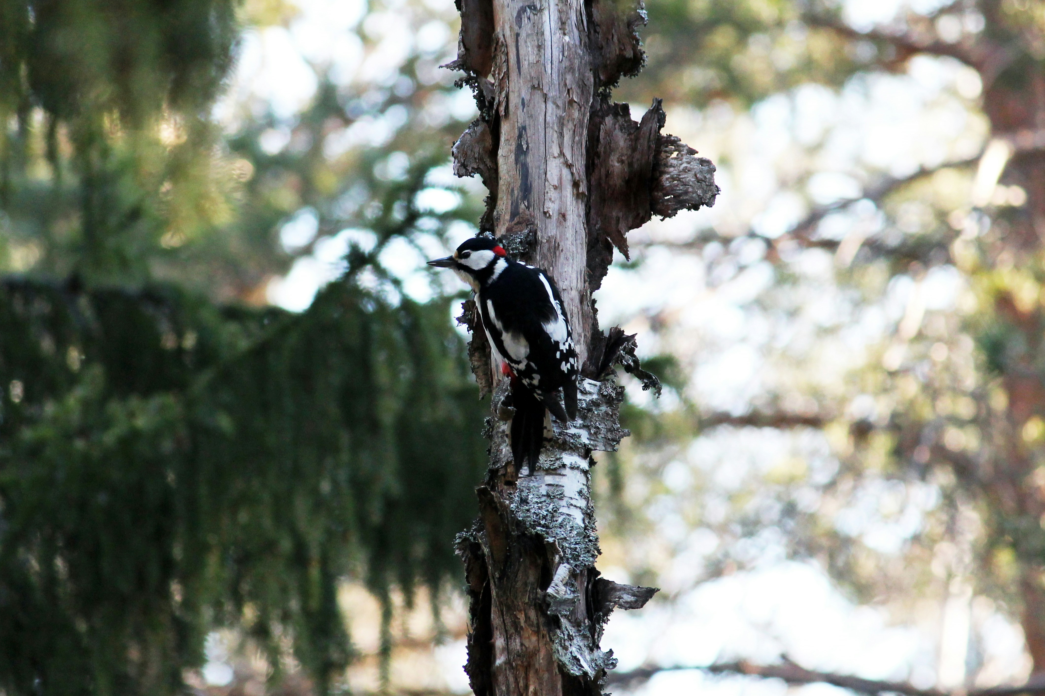 Great spotted woodpecker perched on a weathered pine tree in a sunlit forest.