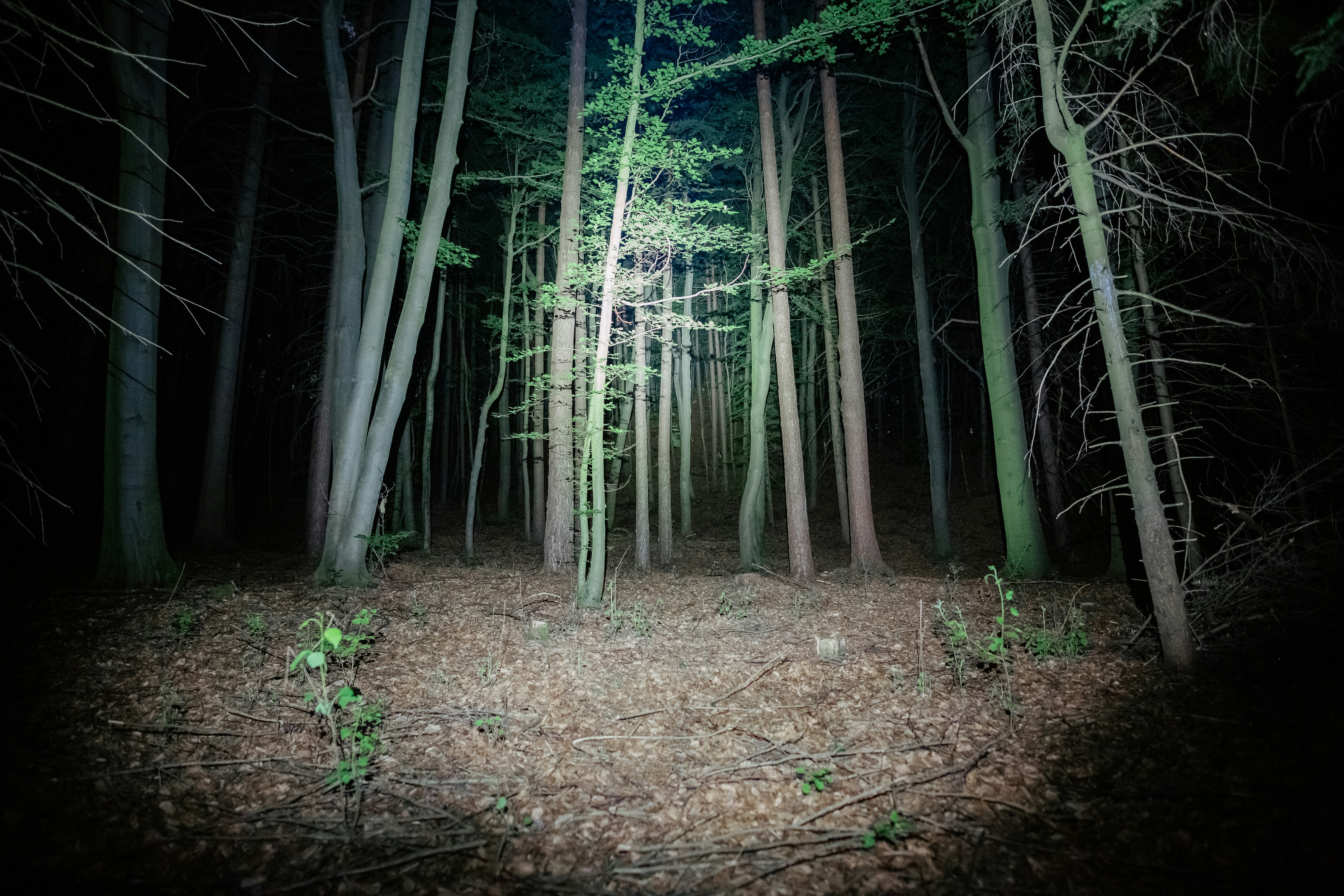 750+ Creepy Forest Pictures | Download Free Images on Unsplash