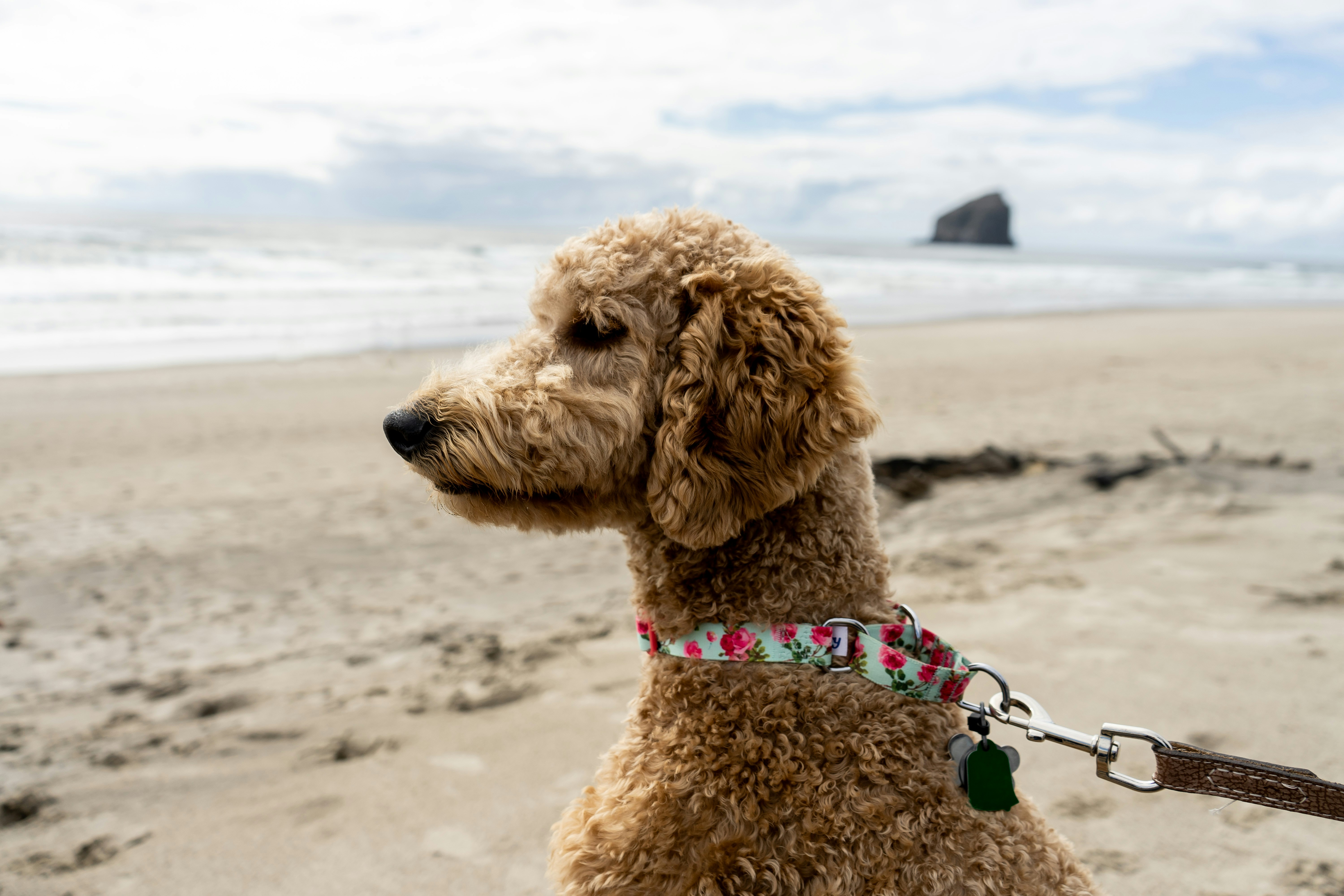 Coastal Pooch: Quiet Confidence on a Seaside Walk