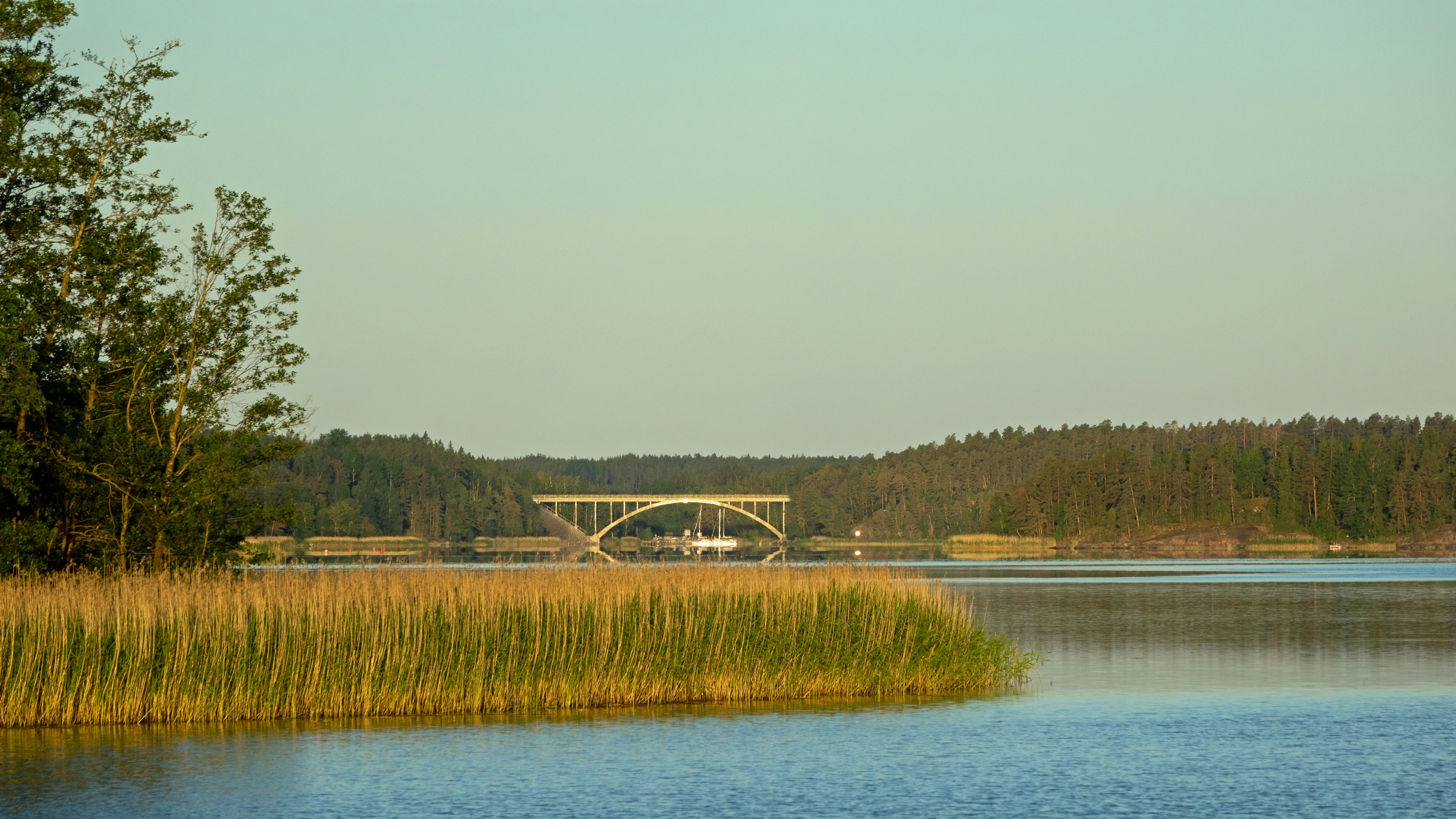 A tranquil lakeside scene with a modern bridge spanning calm water, framed by tall reeds and a tree-lined shoreline under a clear sky.